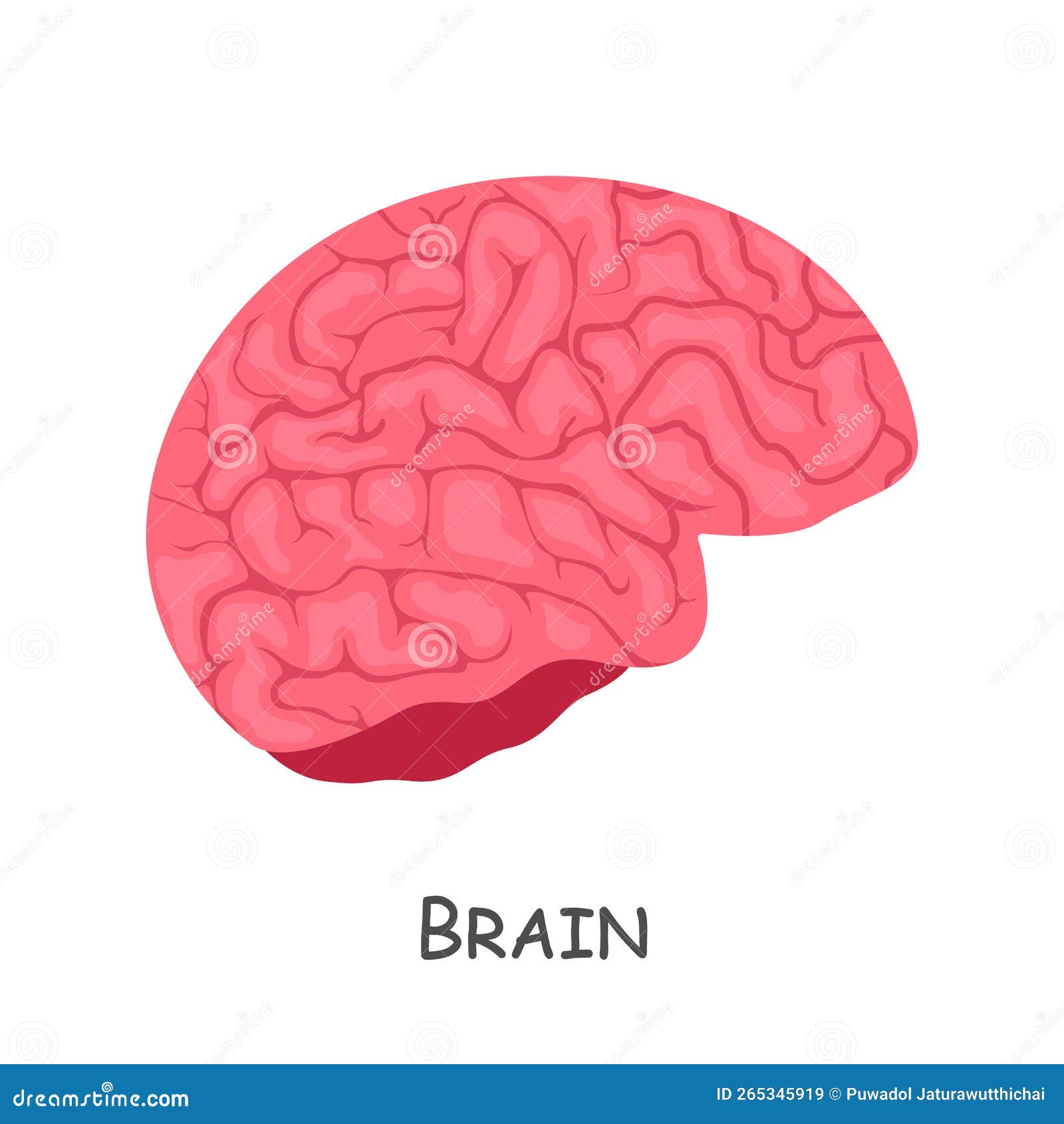 Brain of Human . Cartoon Design . Isolated Stock Vector - Illustration ...