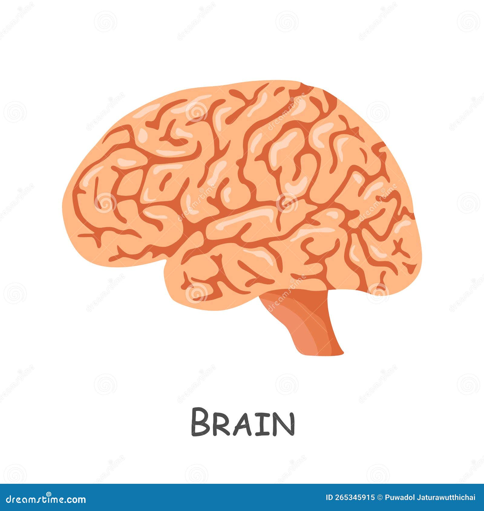 Brain of Human . Cartoon Design . Isolated Stock Vector - Illustration ...
