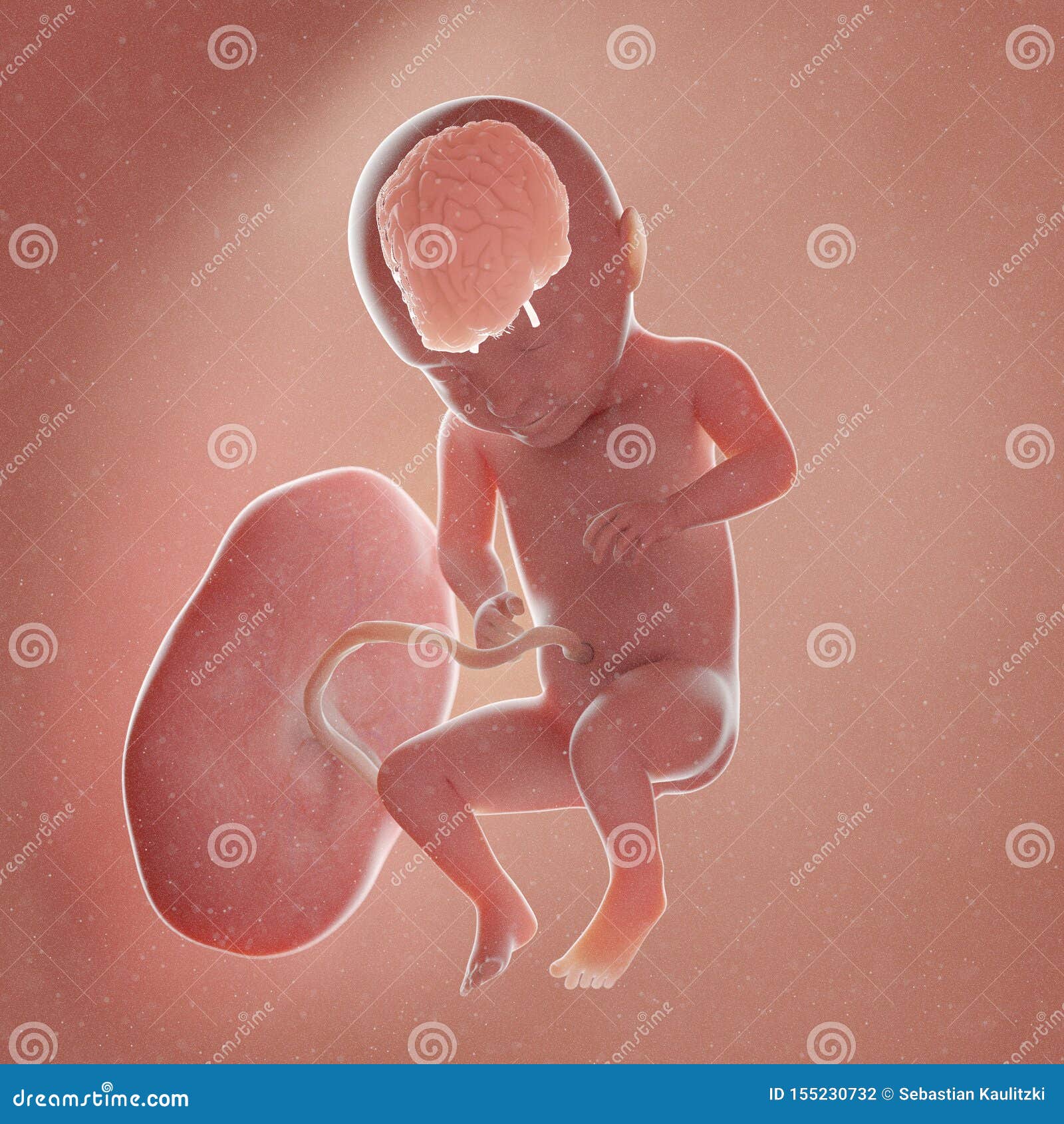 The brain of a human fetus stock illustration. Illustration of ...
