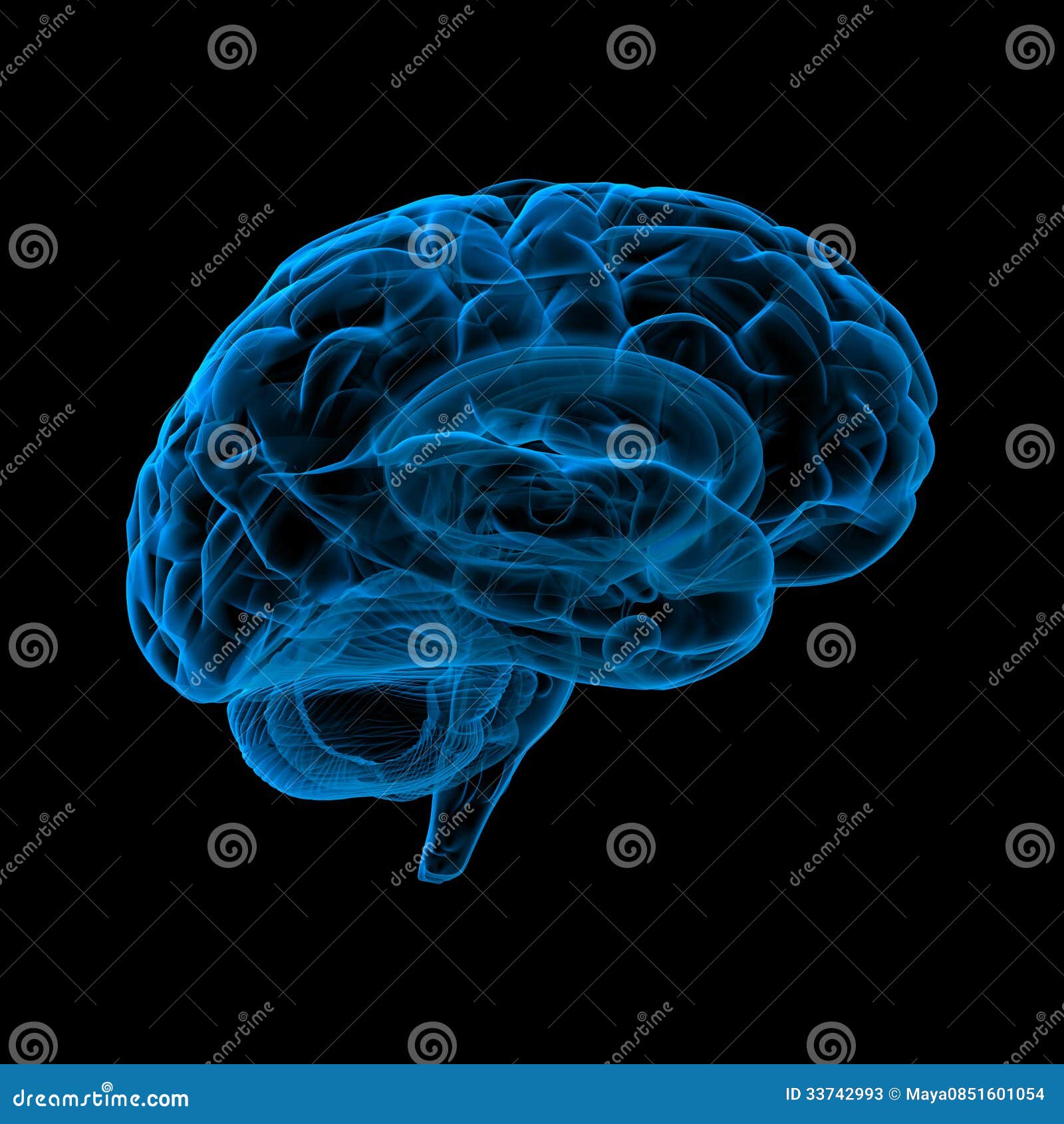Brain stock illustration. Illustration of science, anatomy - 33742993