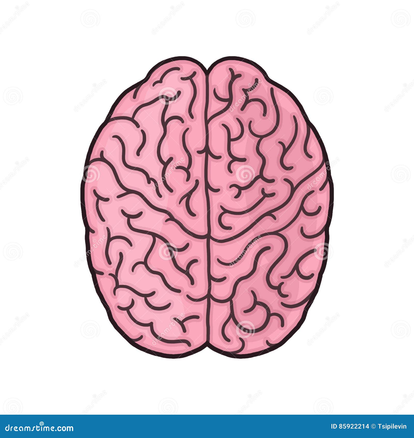 Human Brain Top View Illustration Stock Illustration - Illustration of ...