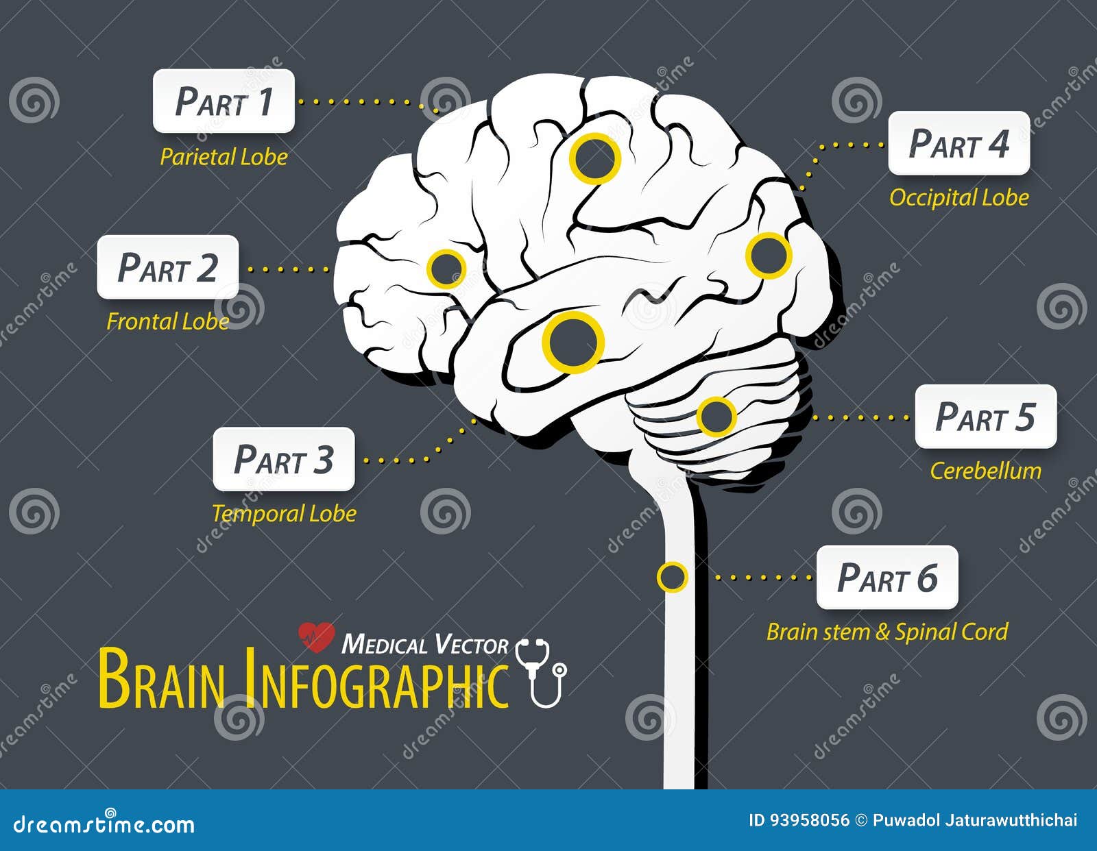 Brain Infographic . Flat Design Stock Vector - Illustration of ...
