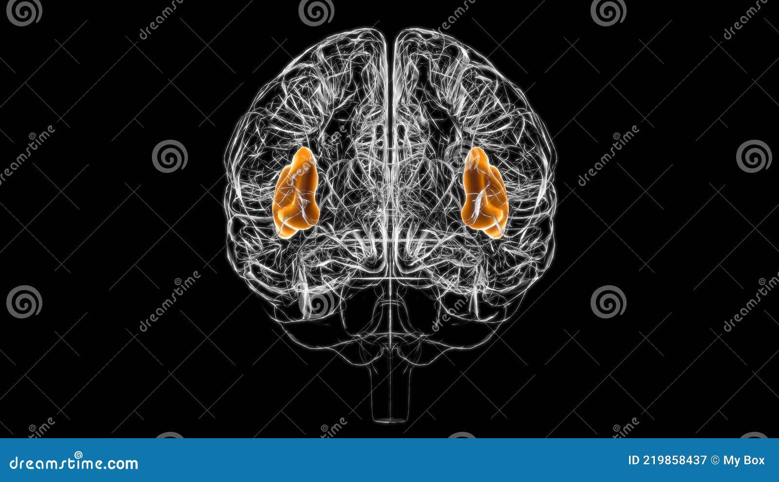 Brain Insula Anatomy for Medical Concept 3D Stock Illustration ...