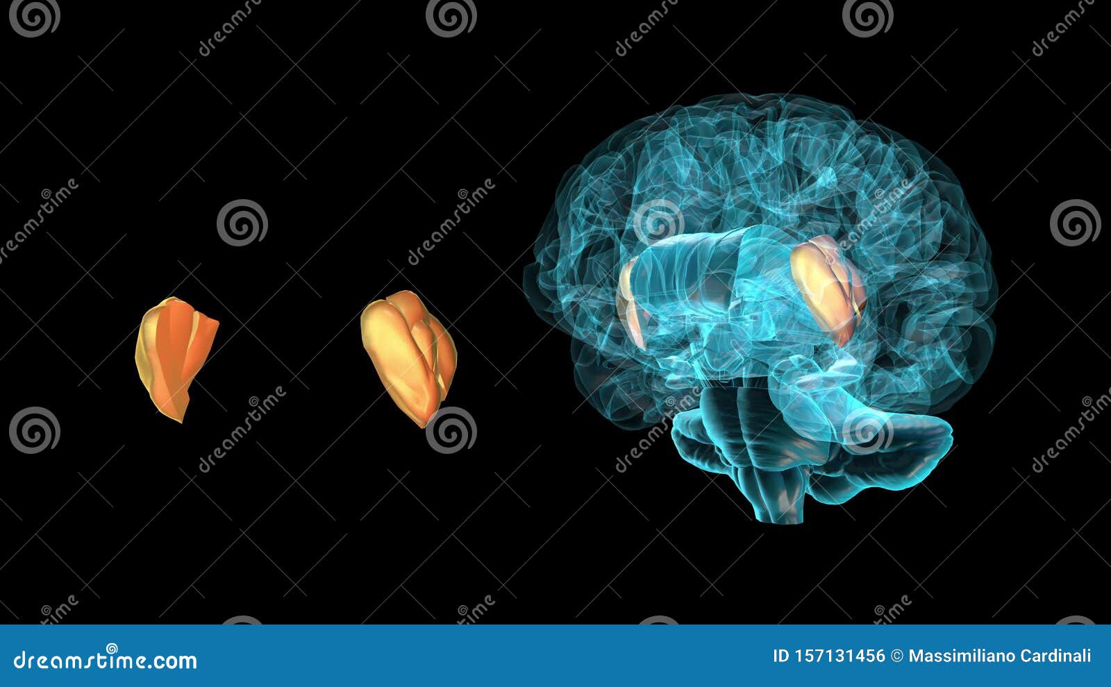 BRAIN-the Insula 3D part stock footage. Video of brainsuperior - 157131456