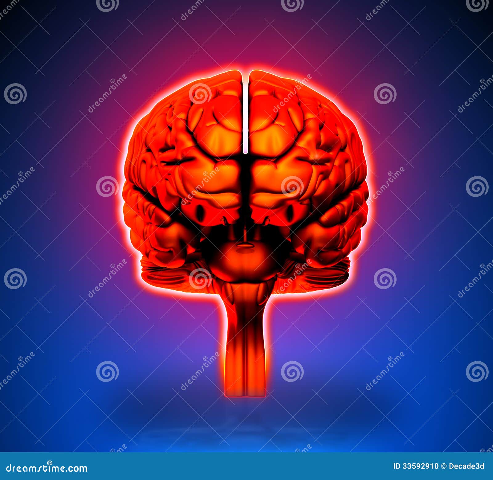 Brain - Internal organs stock illustration. Illustration of digest ...