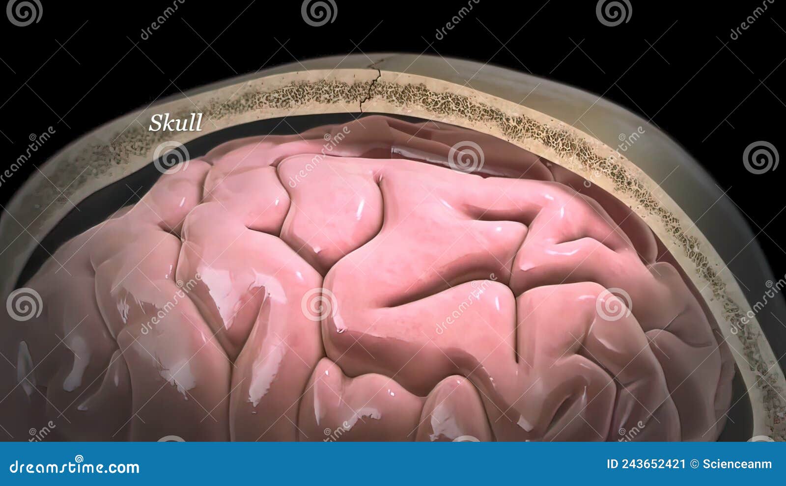 Brain Internal Structure 3d Illustration Stock Illustration ...