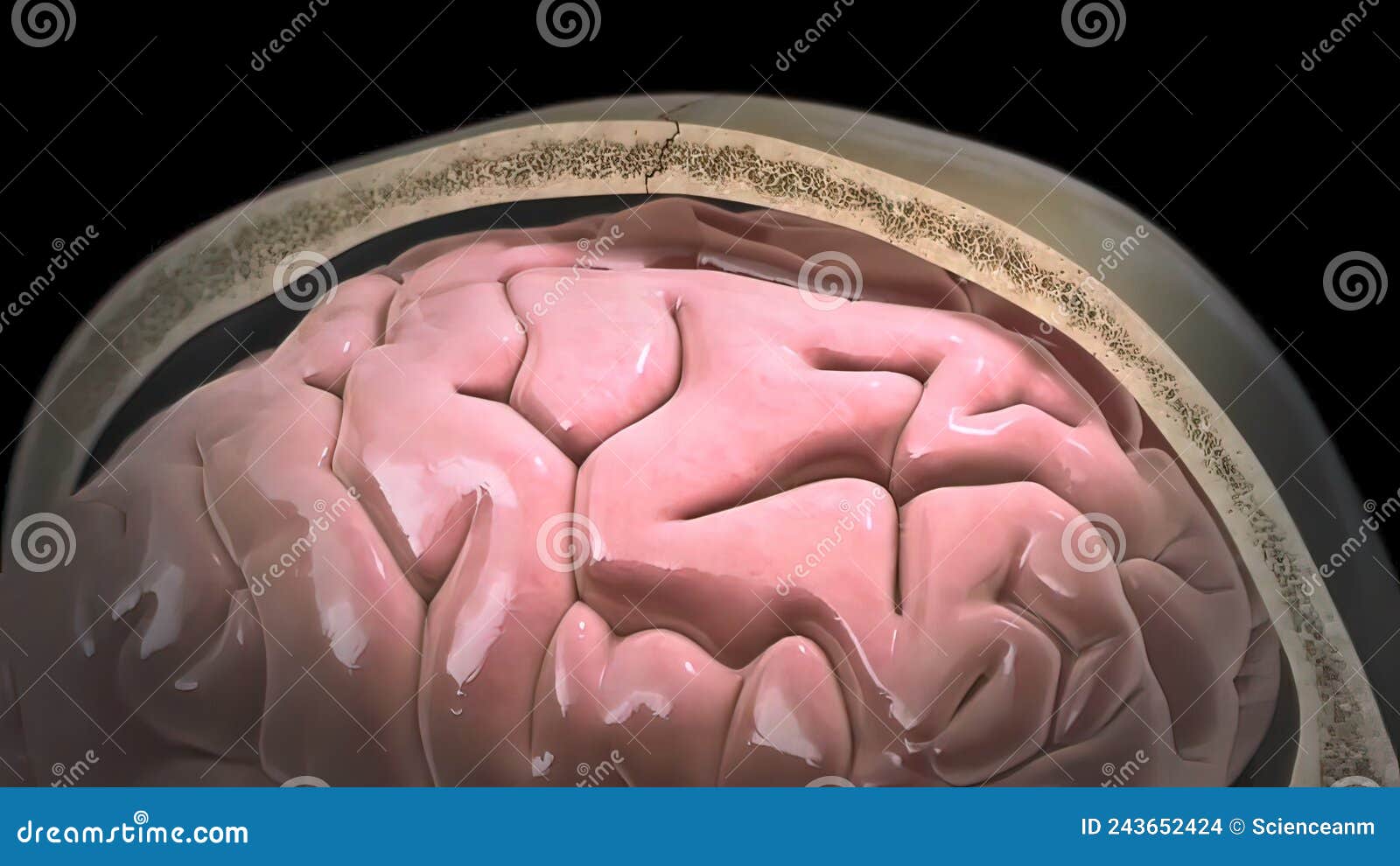 Brain Internal Structure 3d Illustration Stock Illustration ...