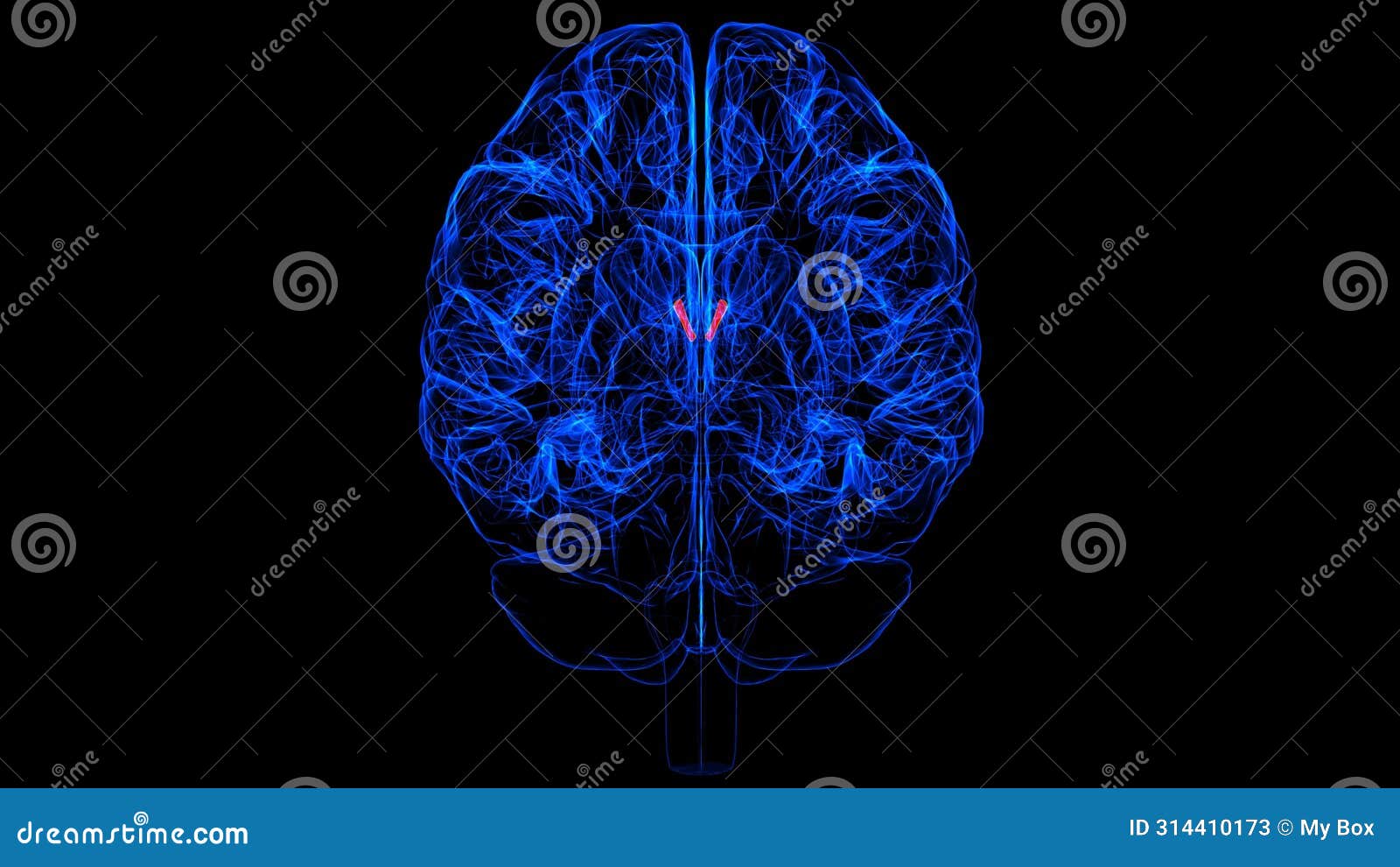 Brain Interventricular Foramen Anatomy for Medical Concept 3D Rendering ...