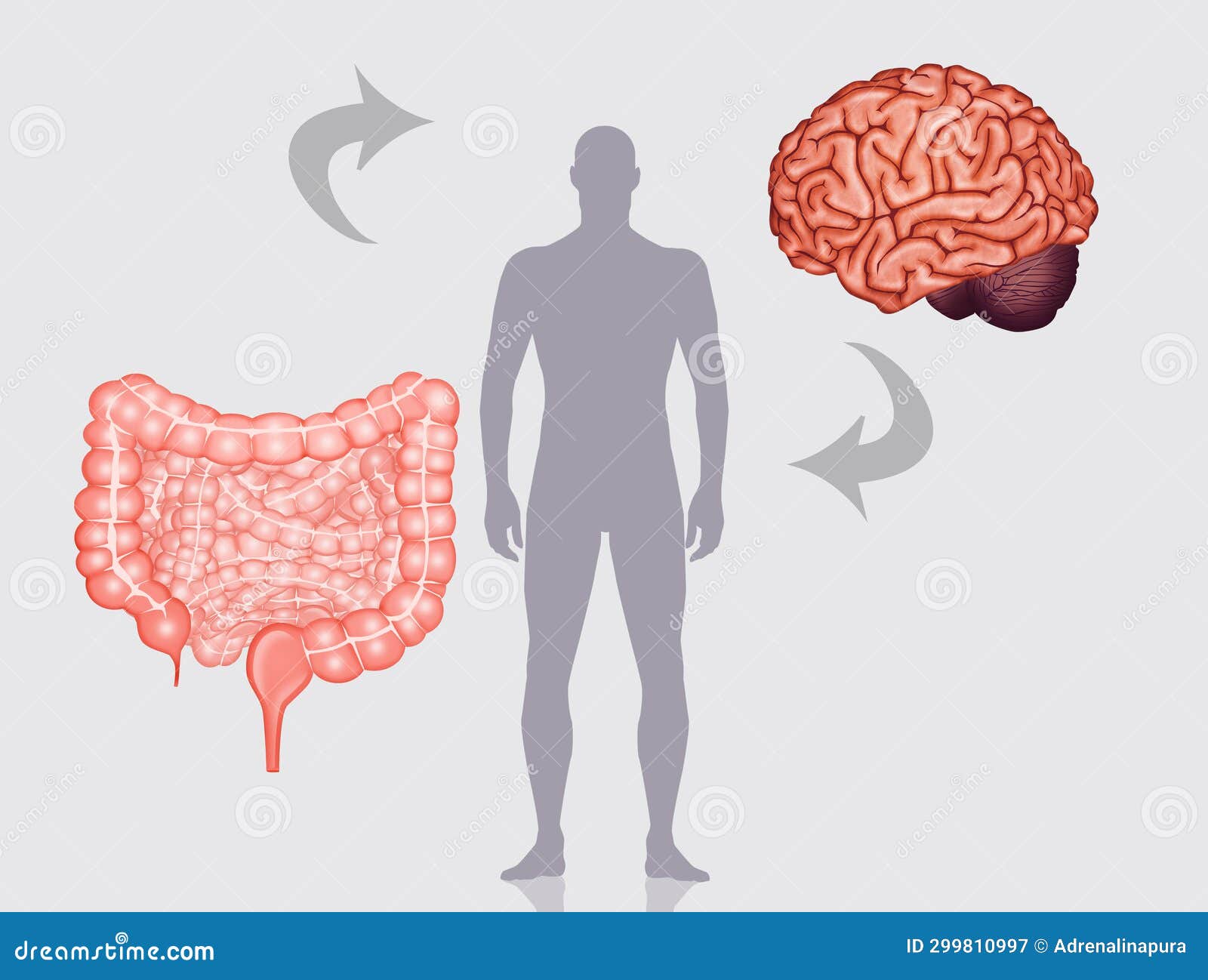 Brain and Intestine in the Human Body Stock Illustration - Illustration ...