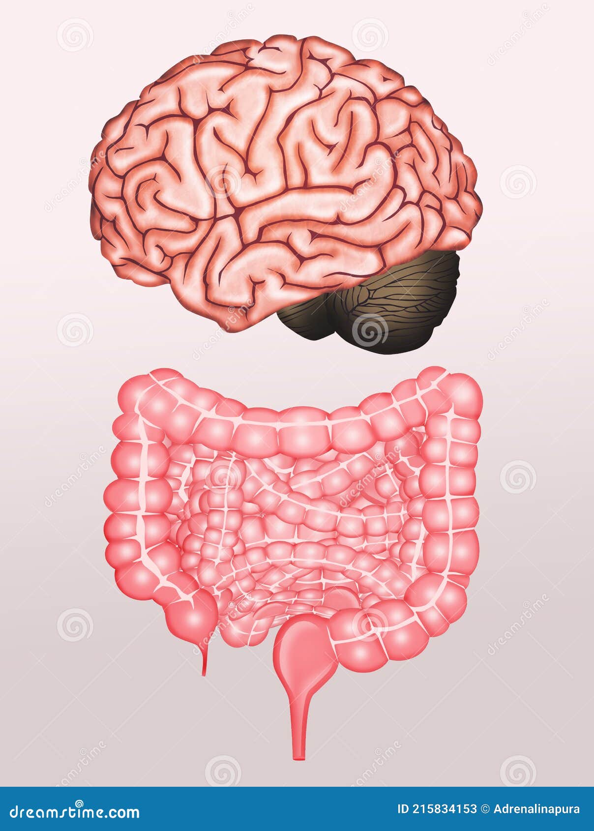 The brain and intestines stock illustration. Illustration of gastric ...