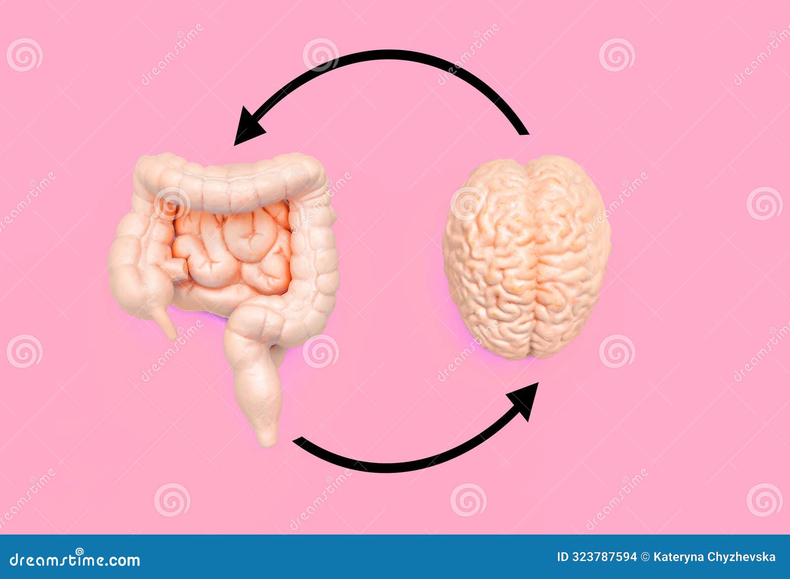 Brain-Guts Axis Concept stock photo. Image of medicine - 323787594