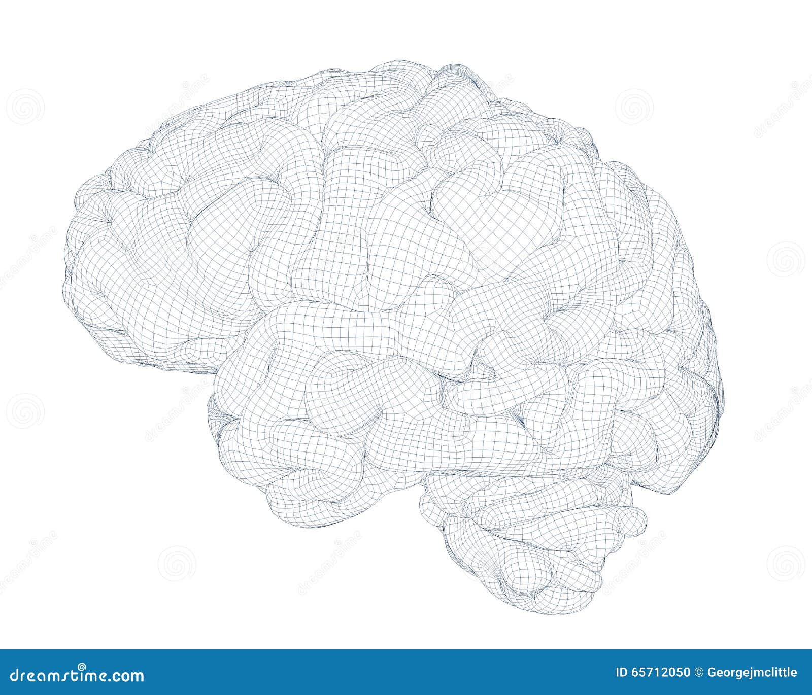 Brain isolated wireframe stock illustration. Illustration of ...