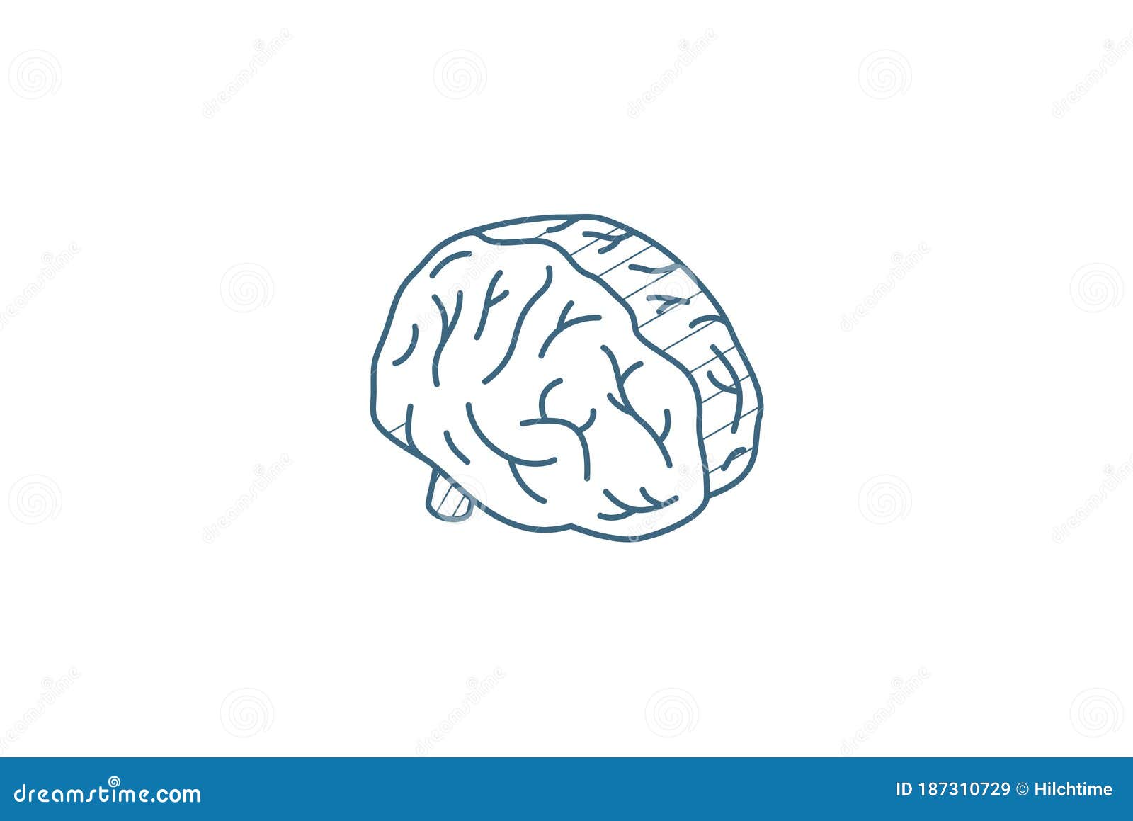 Brain Isometric Anatomy Of Human Body. Internal Organs 3D. Organ Vector ...