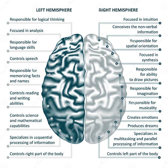 Brain Left and Right Hemispheres Infographics Vector Illustration Stock ...