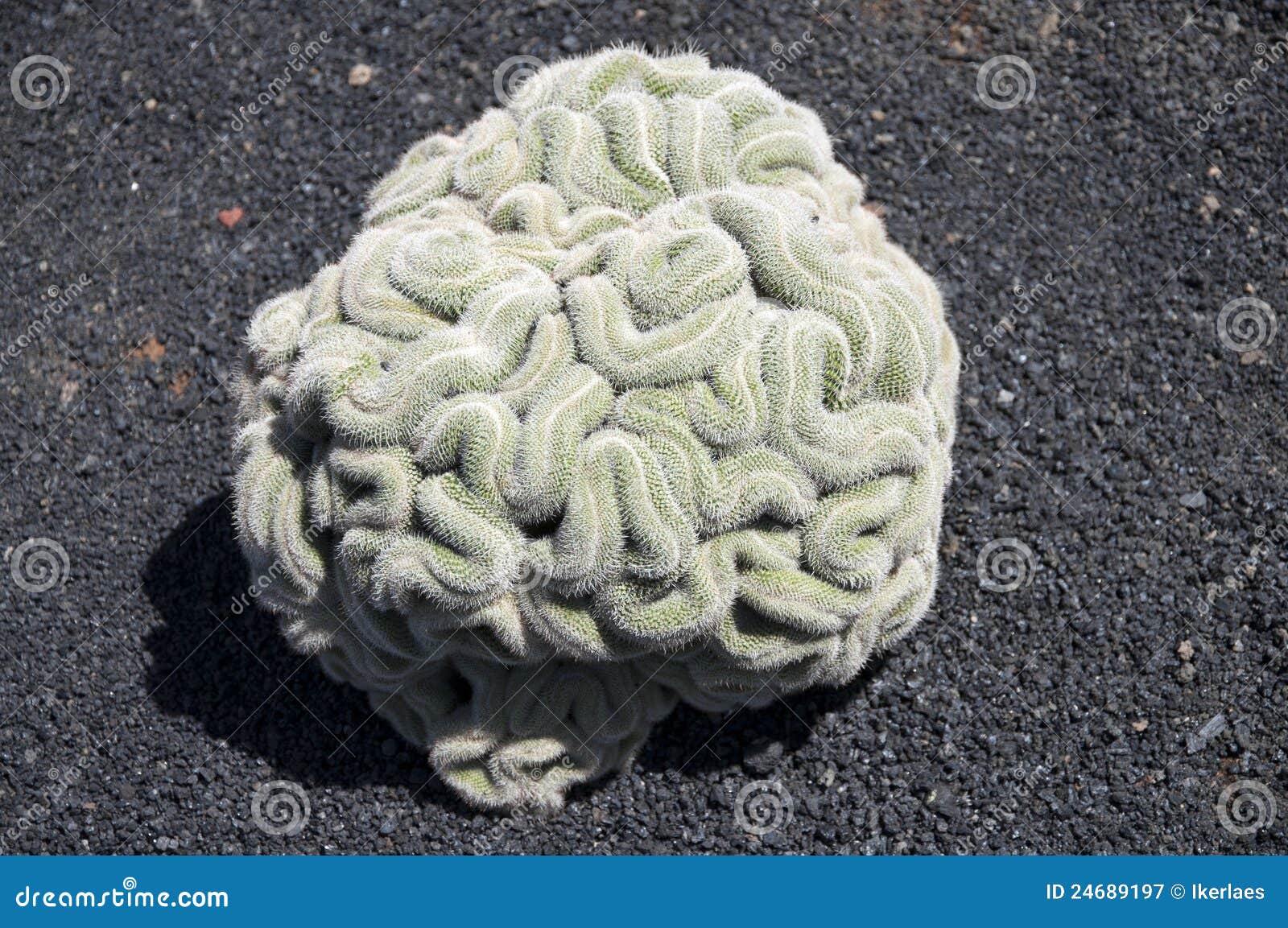 Brain like cactus stock image. Image of place, plant - 24689197