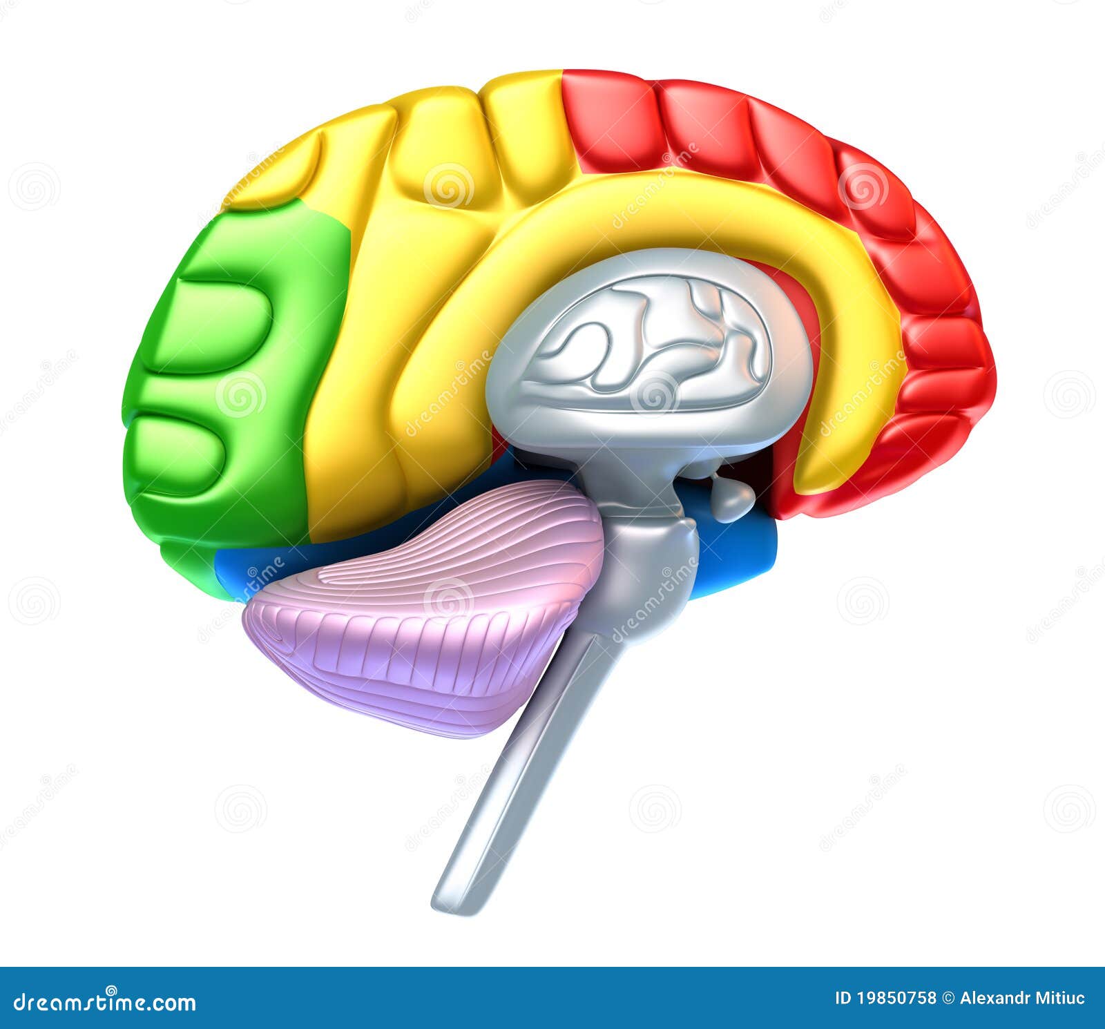 Lobe Cartoons, Illustrations & Vector Stock Images - 9580 Pictures to ...