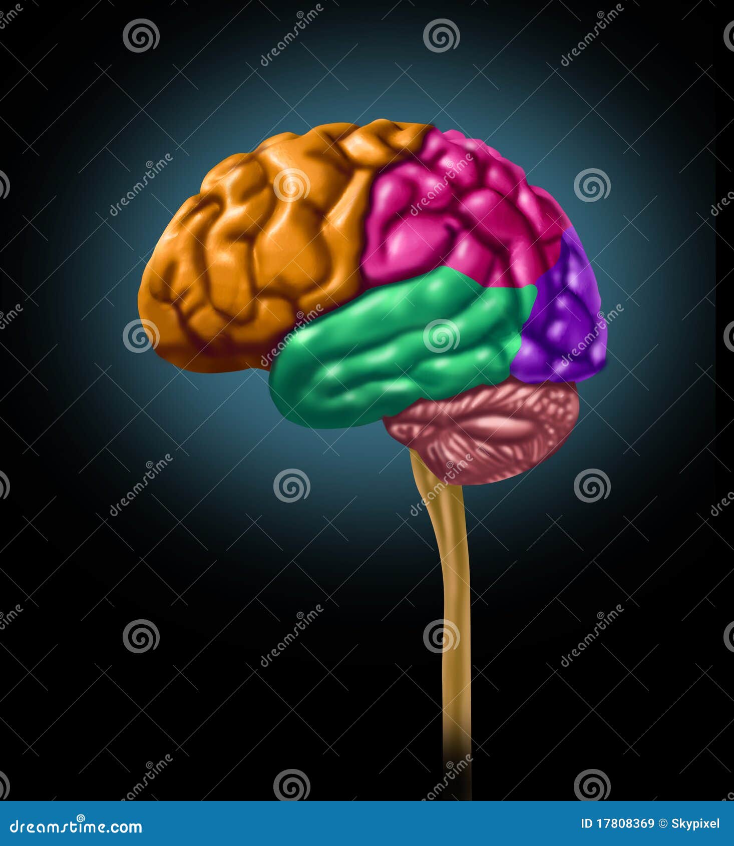 Brain Sections And Organ Part Functions In Labeled Anatomical Outline ...