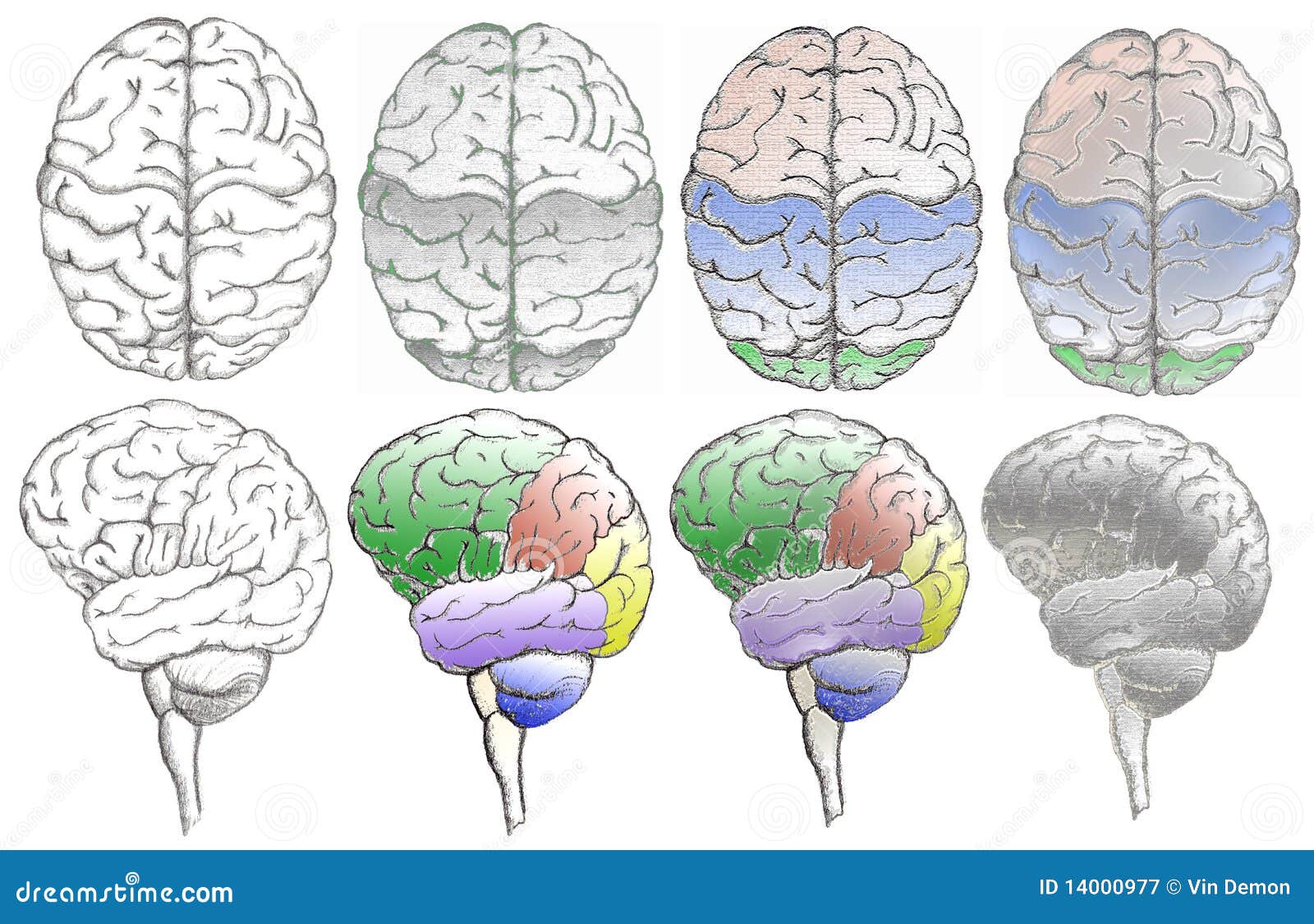 Brain lobes stock illustration. Illustration of lobes - 14000977