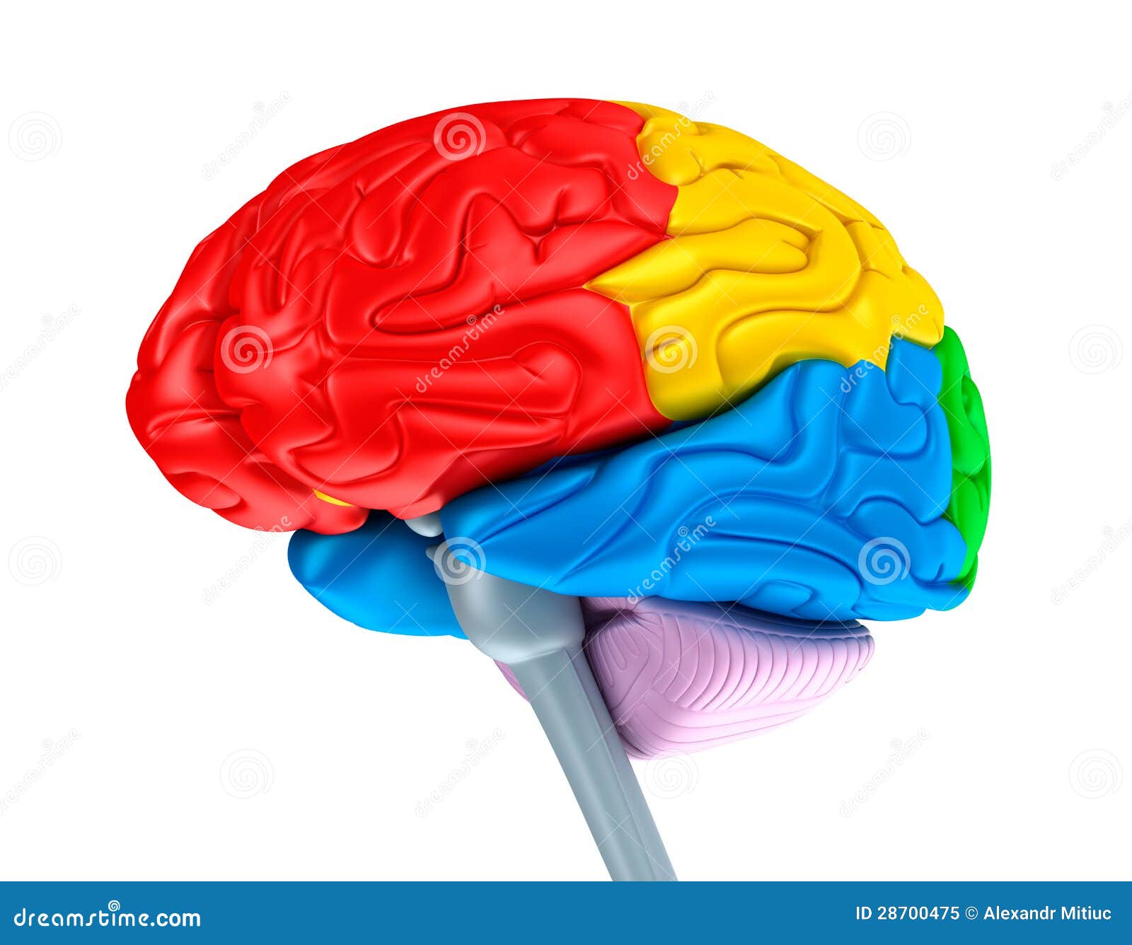 Brain Matter White Stock Illustrations – 628 Brain Matter White Stock ...