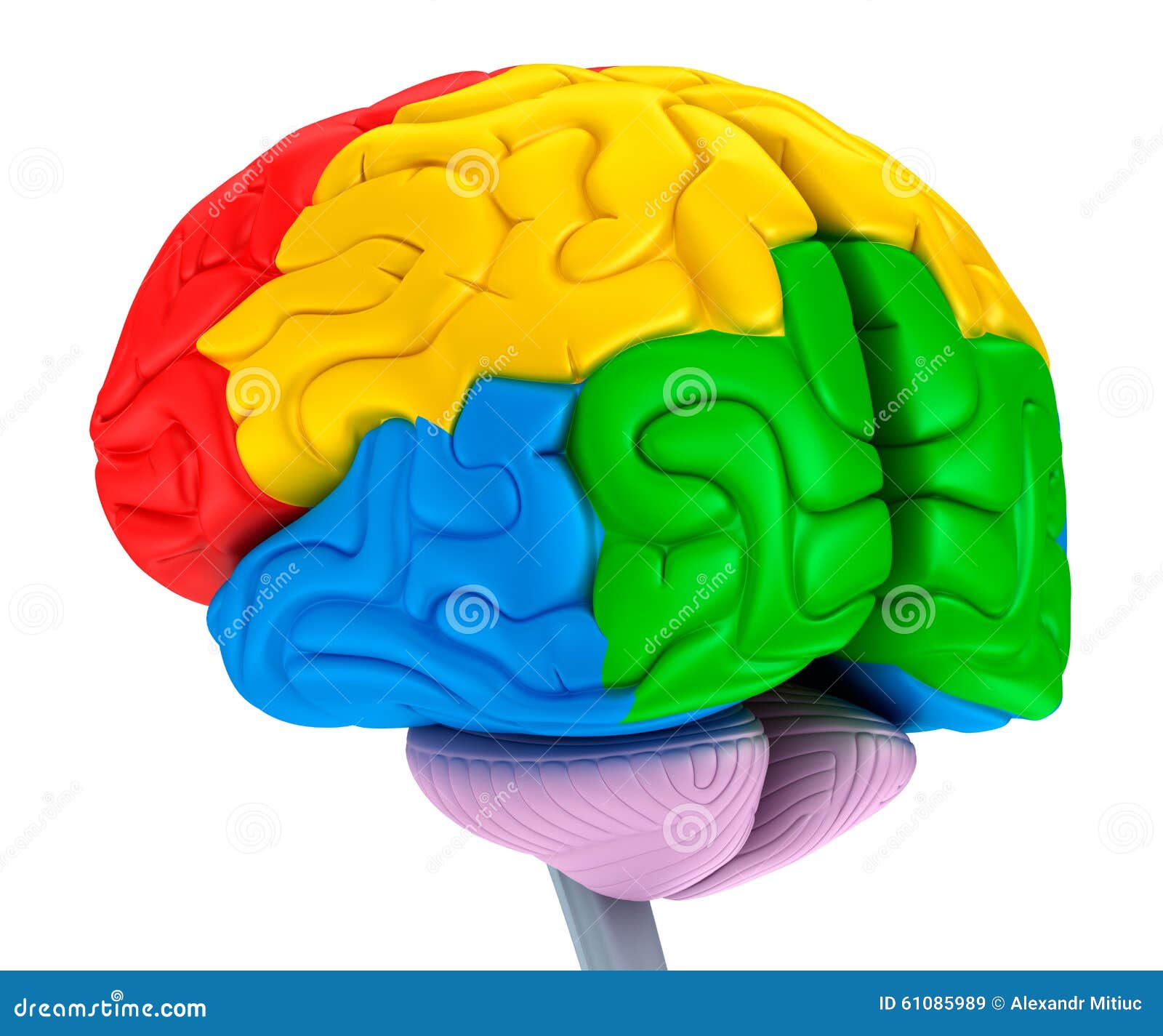 Brain Lobes in Different Colors. Stock Illustration - Illustration of ...