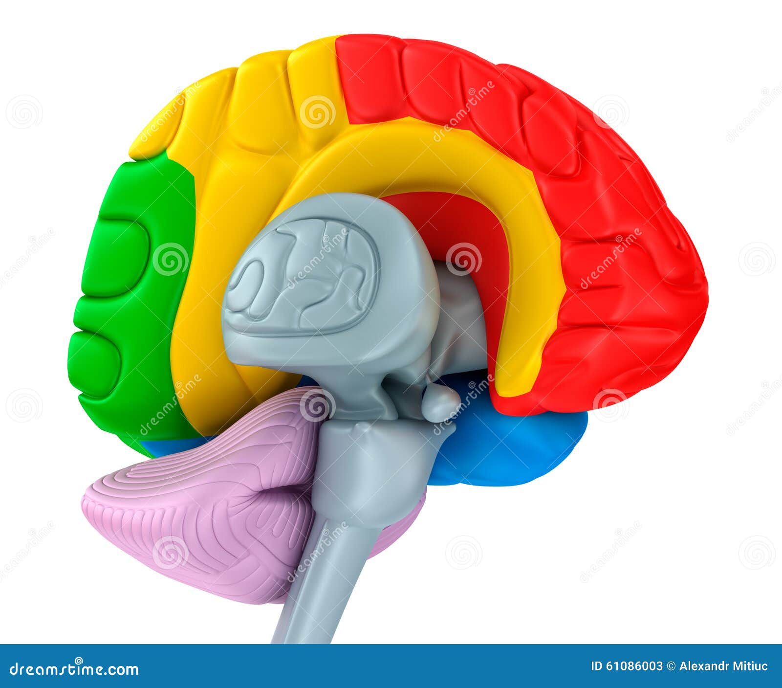 Brain Lobes in Different Colors. Stock Illustration - Illustration of ...