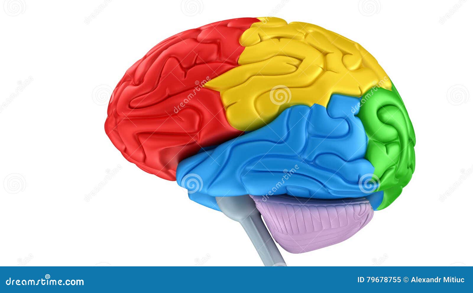 Brain Lobes in Different Colors Isolated Stock Video - Video of ...
