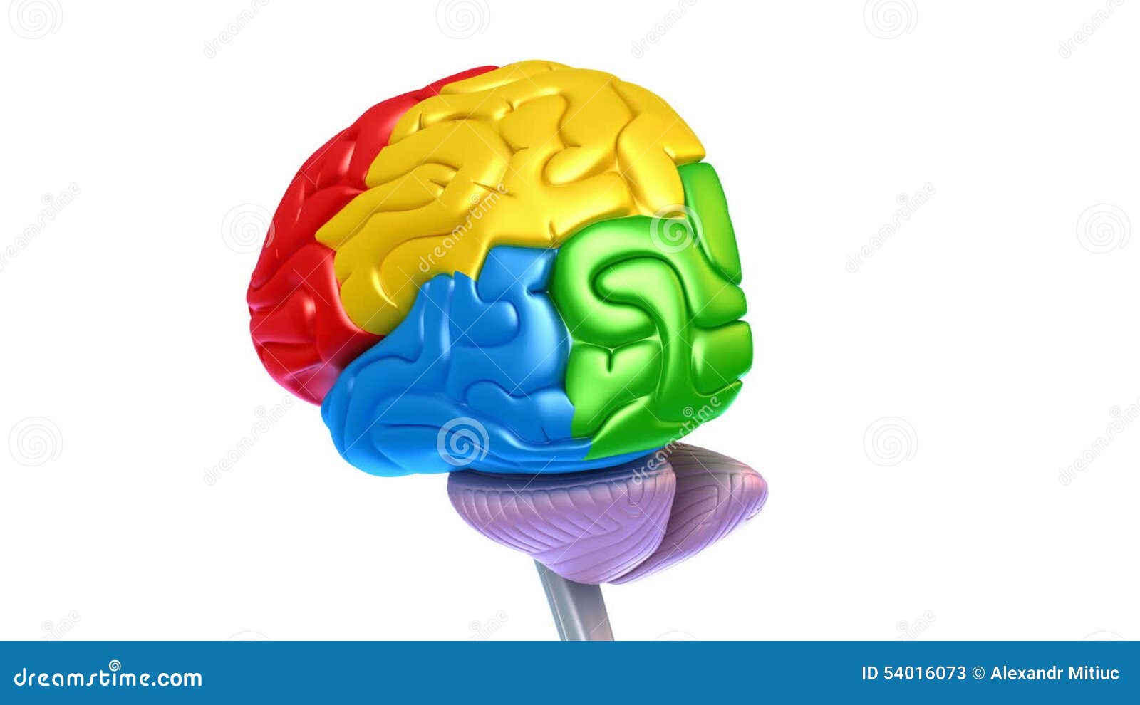 Brain Lobes in Different Colors Isolated on White Stock Video - Video ...