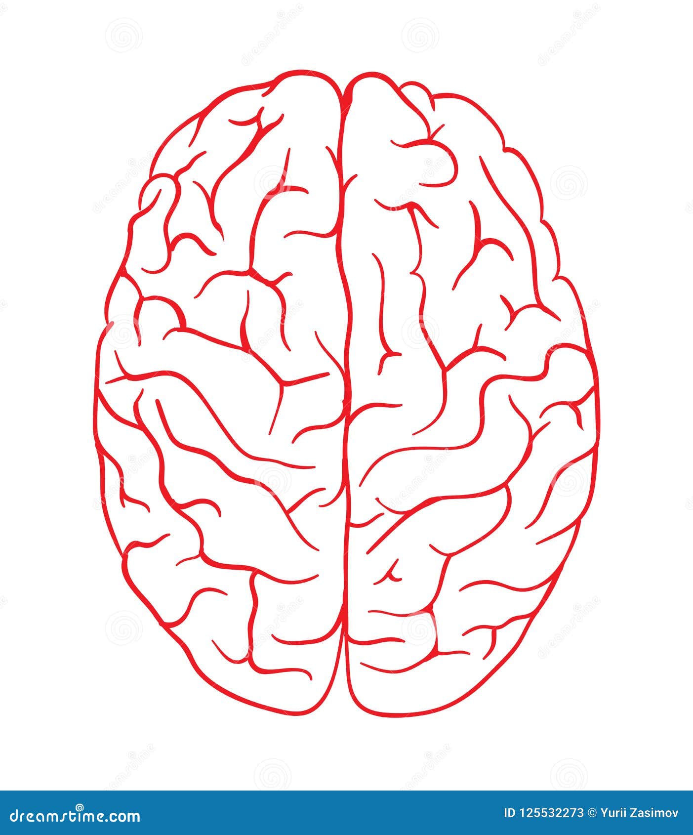 Brain Top View