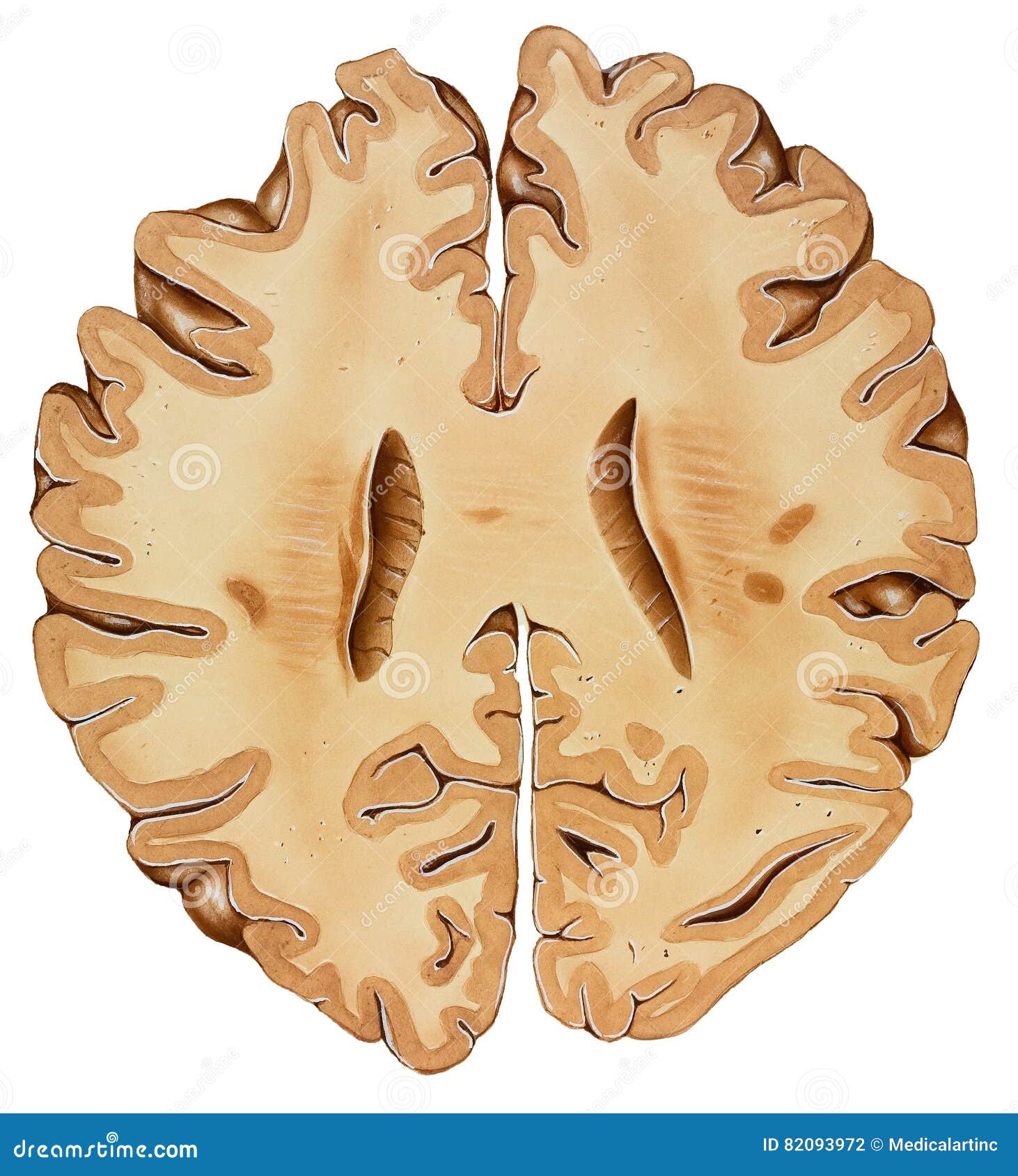 Brain - Lower Region Cross Section Stock Illustration - Illustration of ...