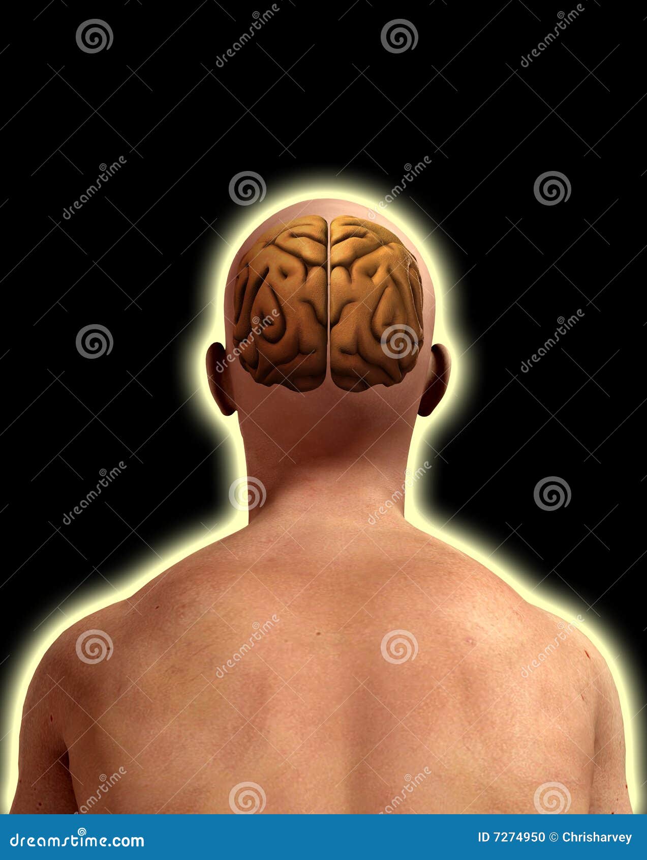 Brain in Male Head stock illustration. Illustration of medical - 7274950