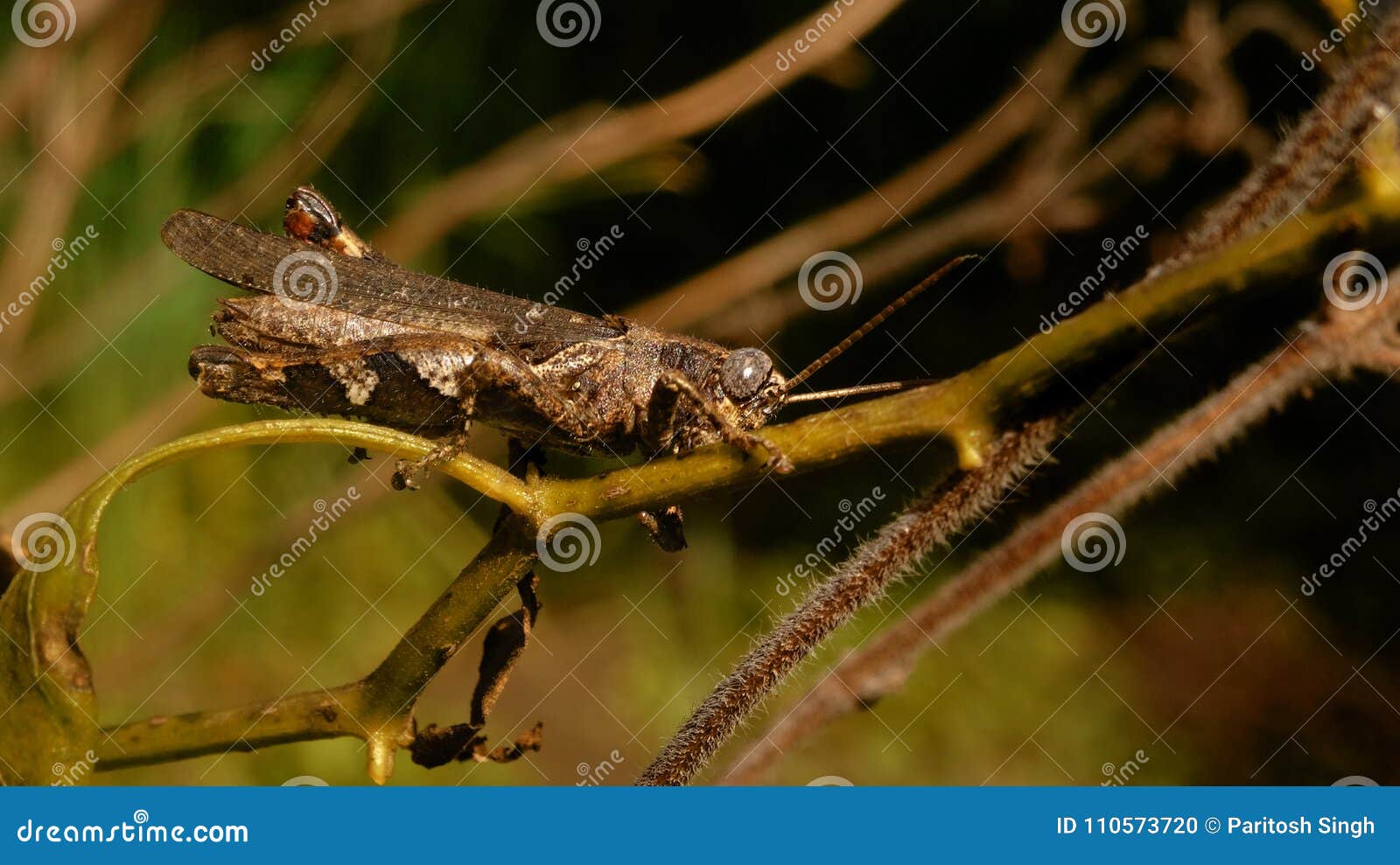 Grasshopper stock photo. Image of brain, grasshopper - 110573720