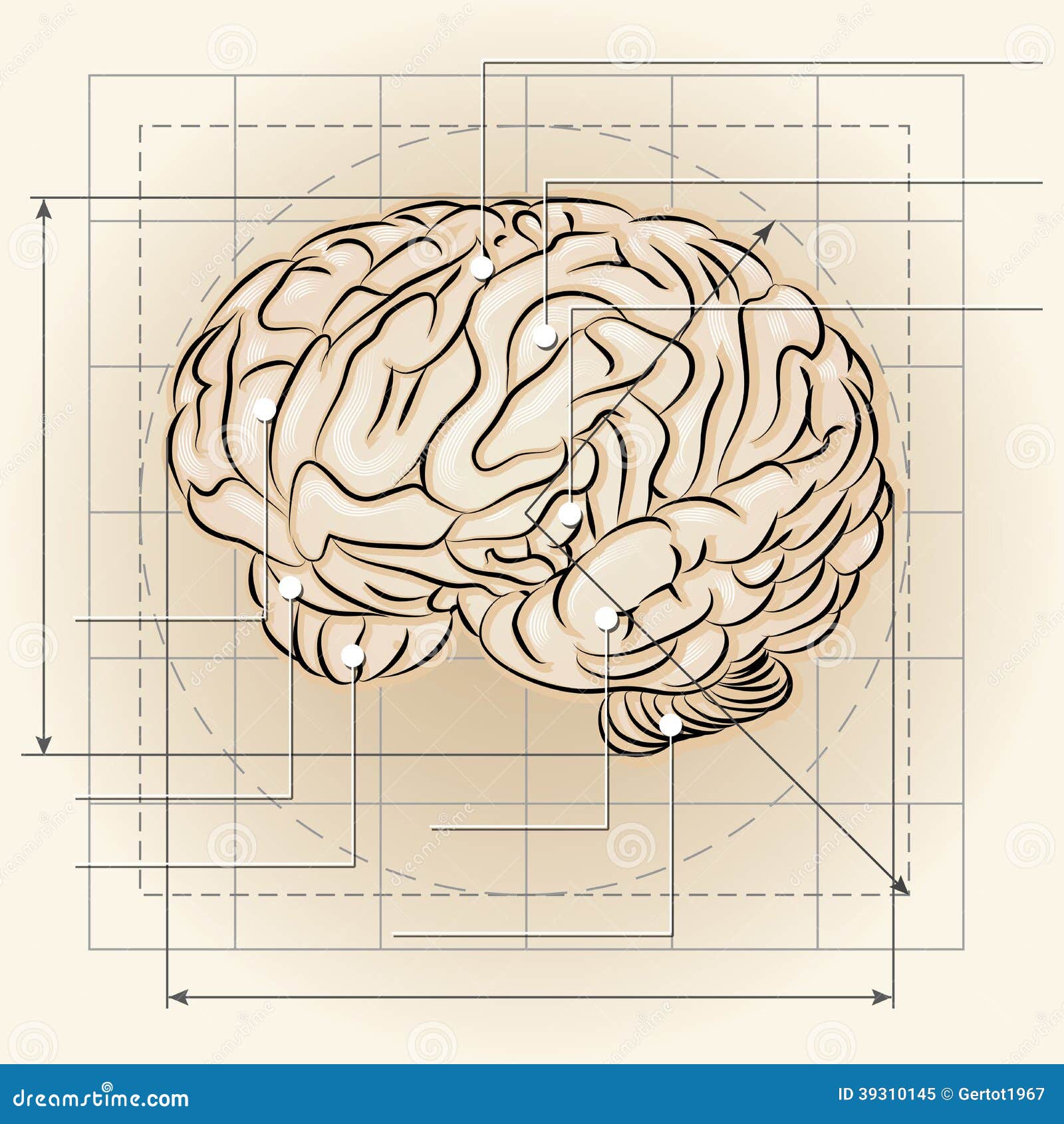 Brain map stock vector. Illustration of thinking, anatomy - 39310145