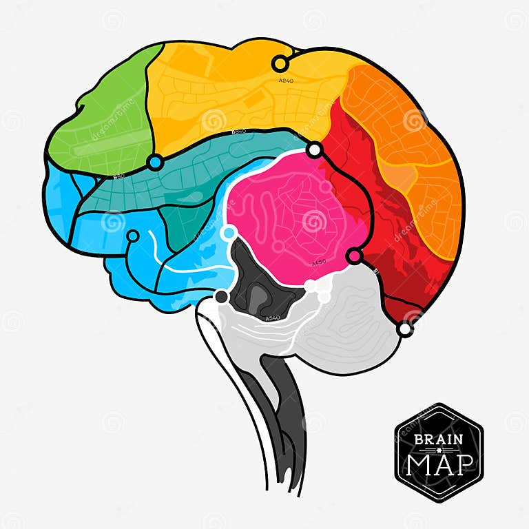 Brain Map stock vector. Illustration of roads, communication - 30318551