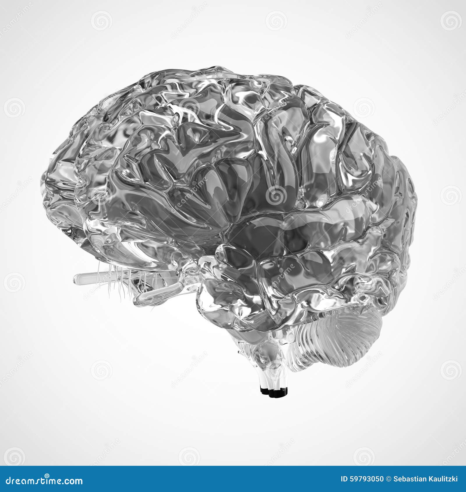 A brain stock illustration. Illustration of medical, biology - 59793050