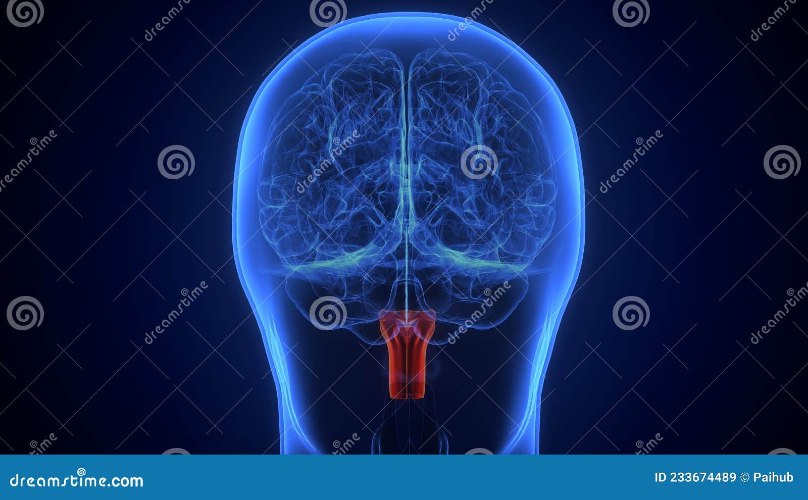 Brain Medulla Oblongata Anatomy.3d Illustration Stock Photography ...