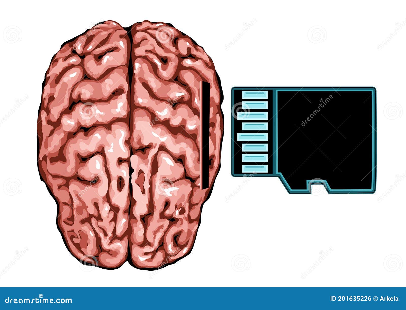 Brain and memory card stock vector. Illustration of memory - 201635226