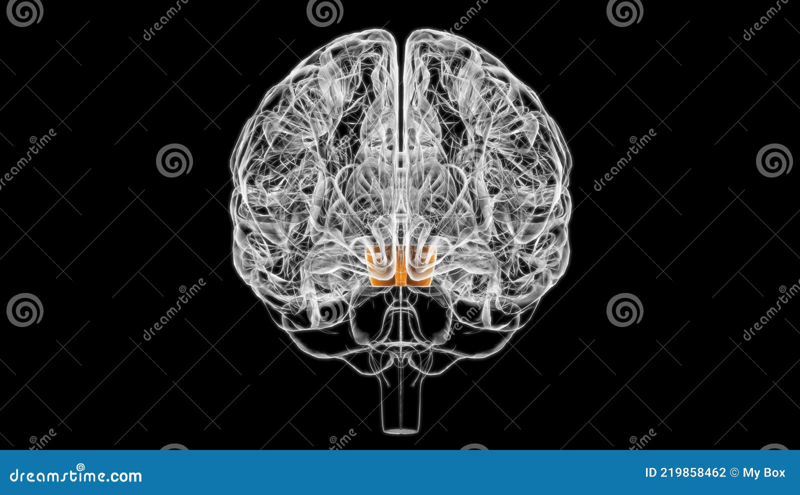 Brain Midbrain Anatomy for Medical Concept 3D Stock Illustration ...