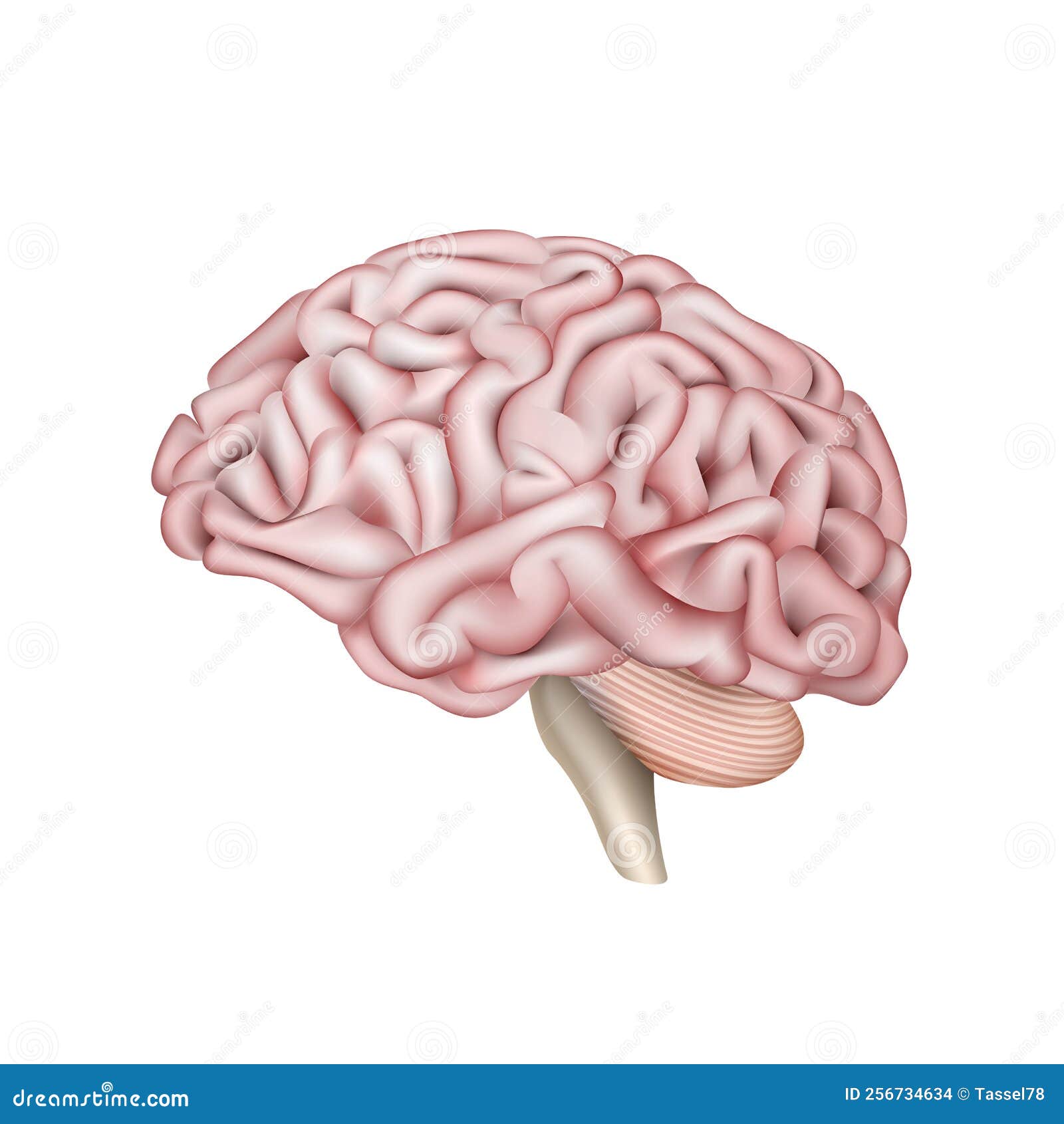 Brain or Mind Side View Realistic Vector Icon for Medical Apps and ...