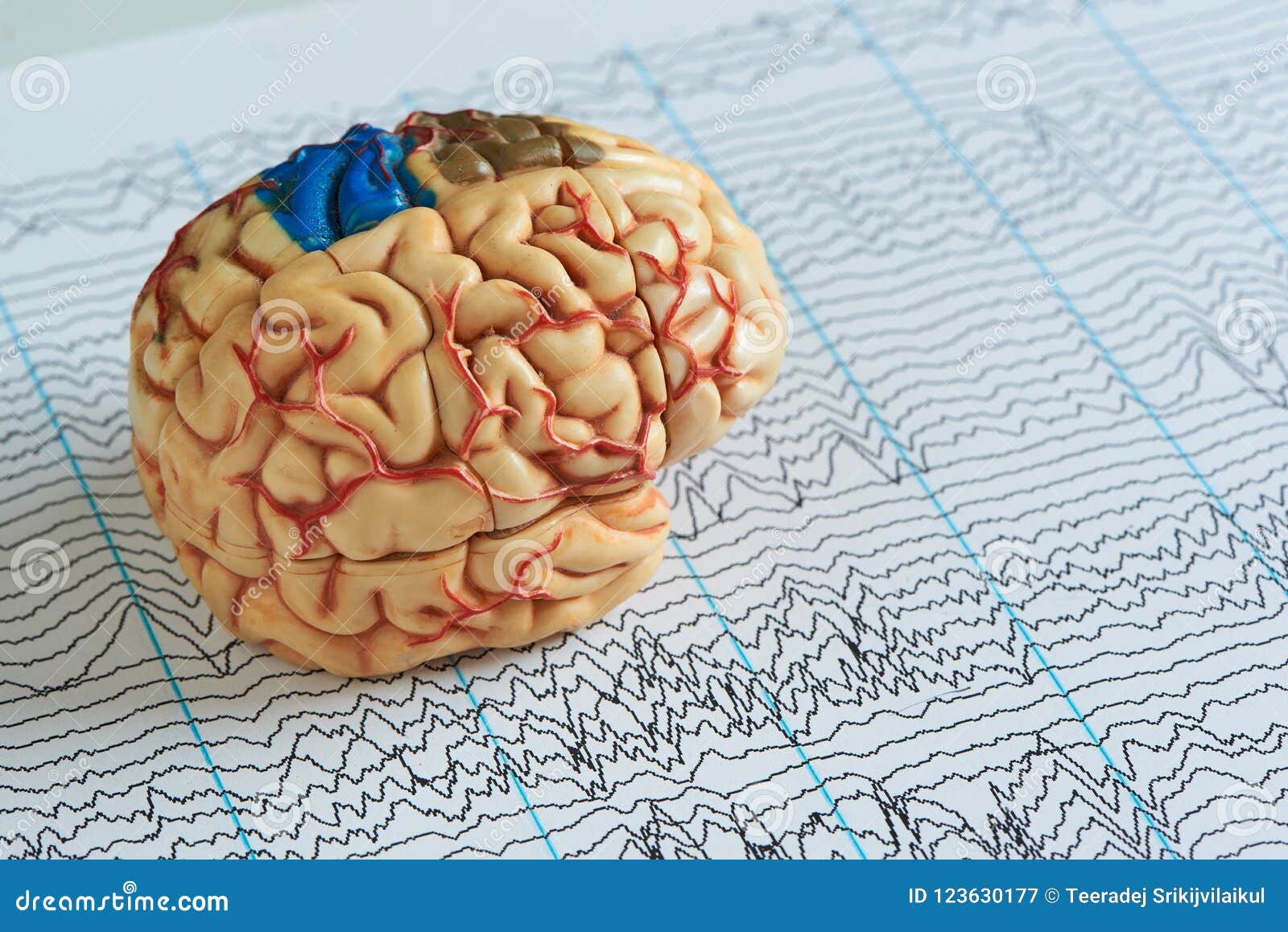 Brain Model on EEG Waves Paper Stock Image - Image of biology ...