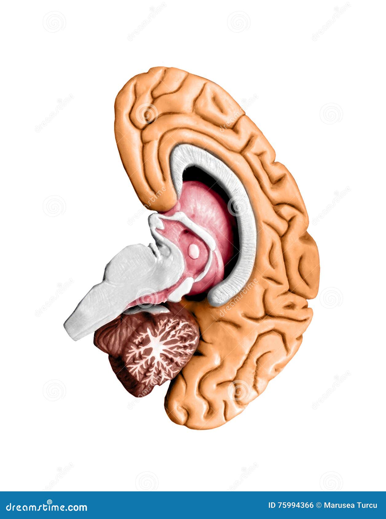 Brain model stock photo. Image of learn, medical, copy - 75994366