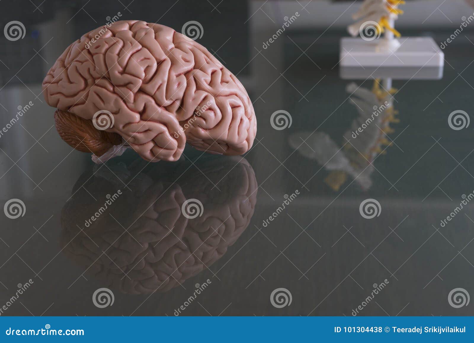 Brain Model on Table of Medical Office Stock Photo - Image of biology ...