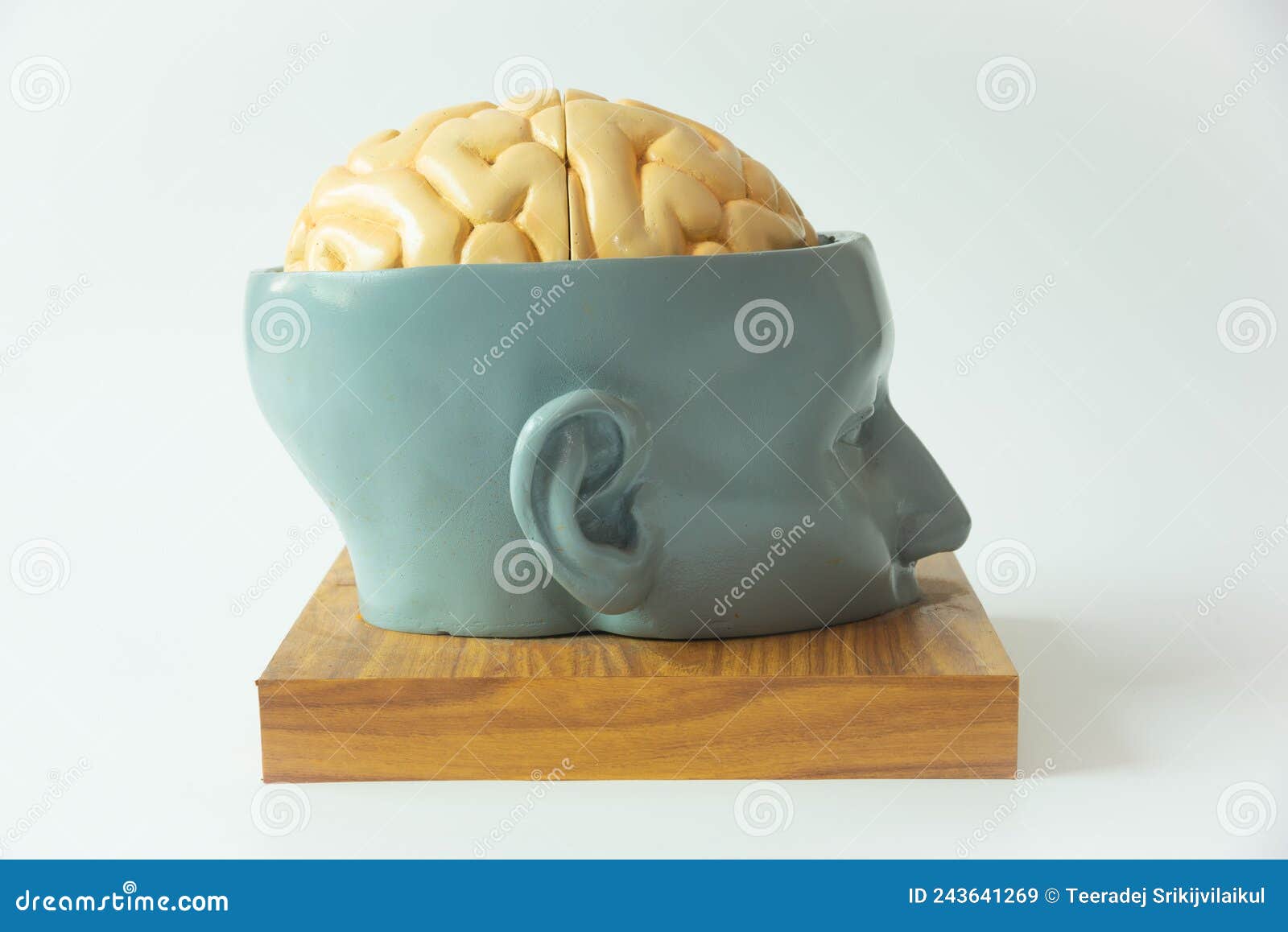Brain Model on White Background Stock Image - Image of face, cranium ...