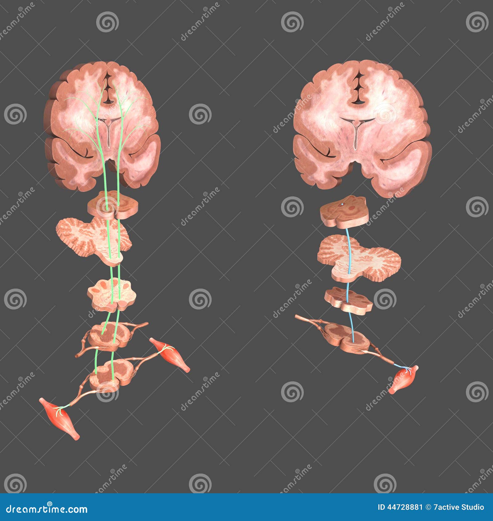 Brain Motor Areas stock illustration. Illustration of parts - 44728881