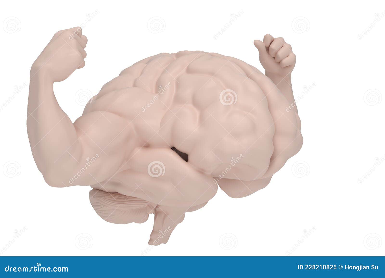 Brain and Muscle Strong Brain Isolated on White Background. 3D ...