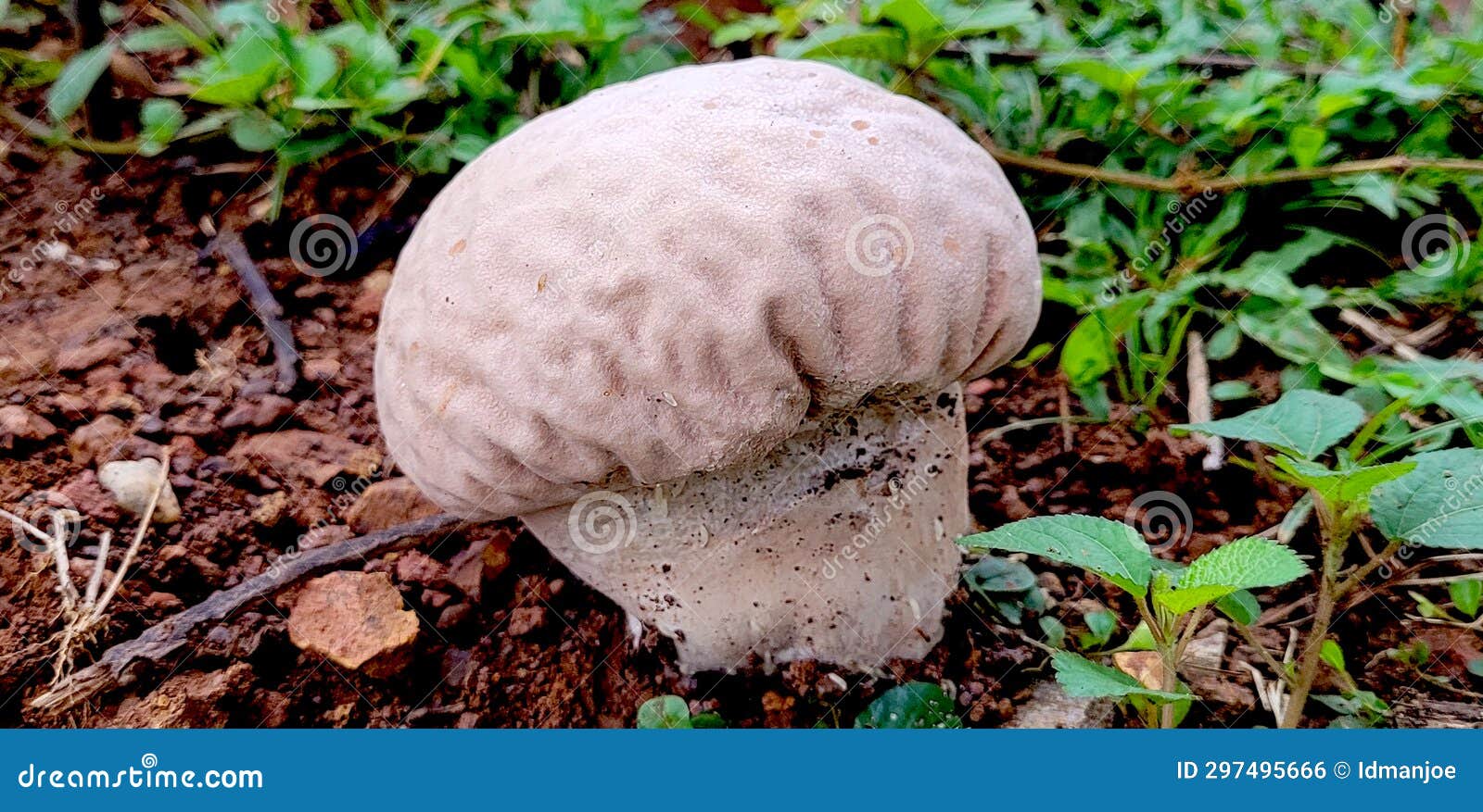 Brain mushroom stock photo. Image of grass, vegetable - 297495666