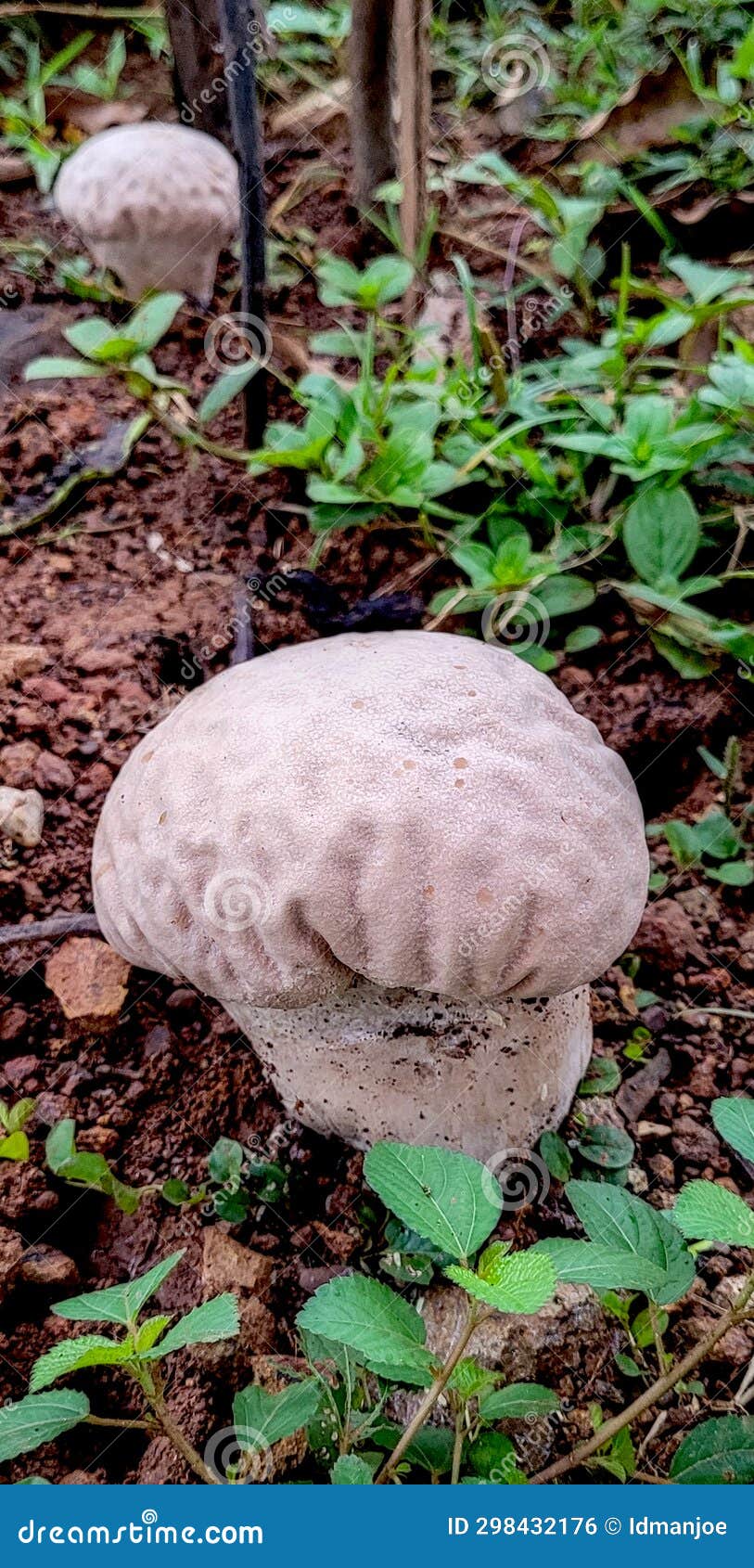 Brain mushroom stock photo. Image of garden, vegetable - 298432176