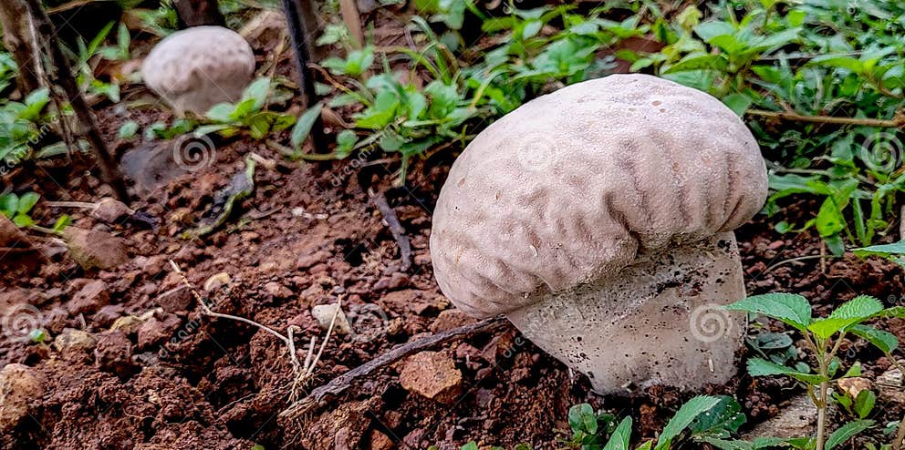 Brain mushroom stock photo. Image of oganic, poison - 307602314