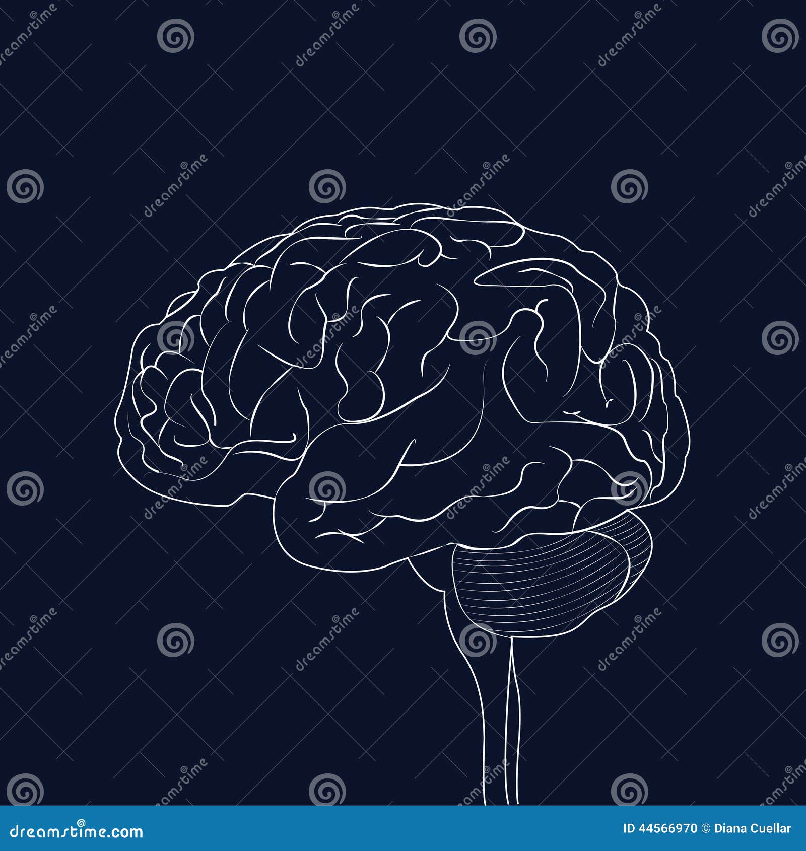 Brain in negative stock vector. Illustration of spinal - 44566970