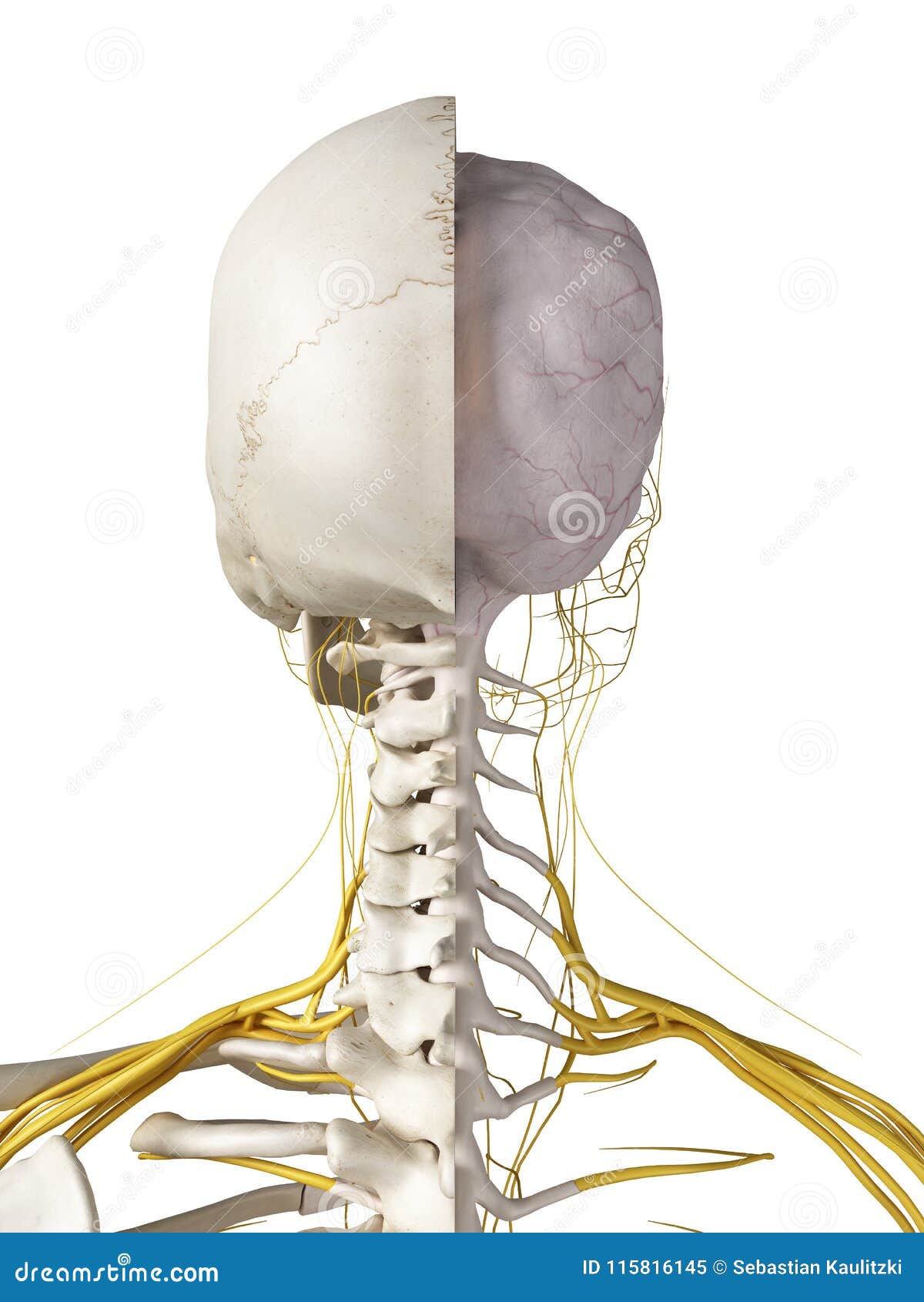 The Brain And Nerves Royalty-Free Cartoon | CartoonDealer.com #115816145