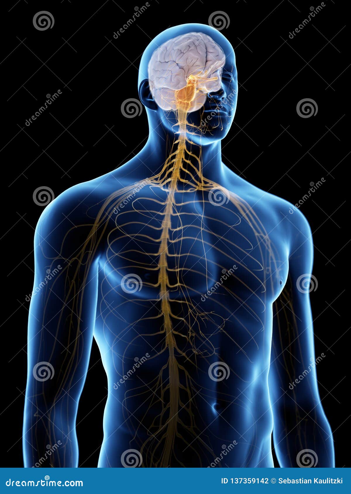 The Brain And Nervous System Royalty-Free Cartoon | CartoonDealer.com ...